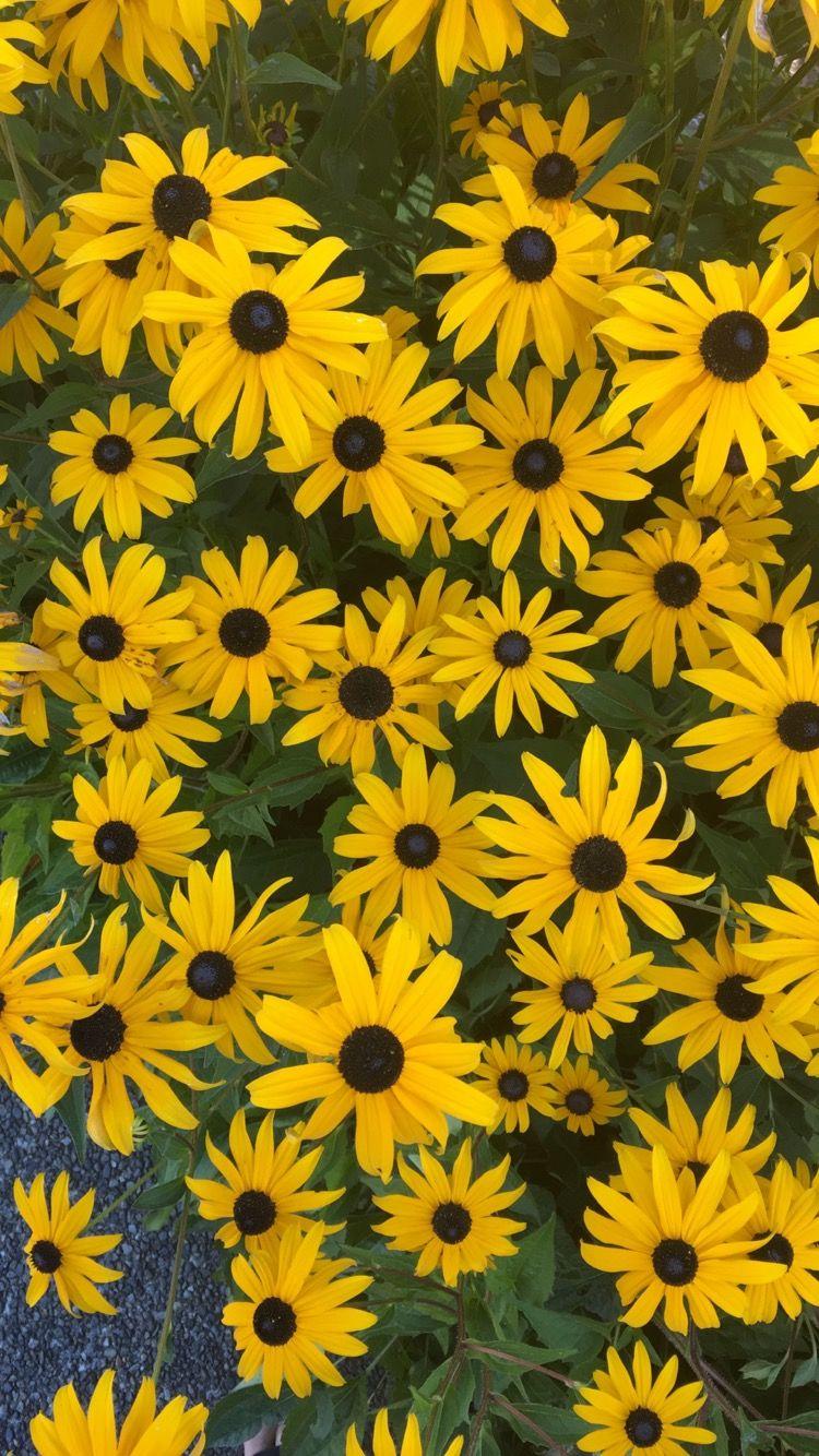 Yellow Daisies Wallpapers - Top Free Yellow Daisies Backgrounds ...