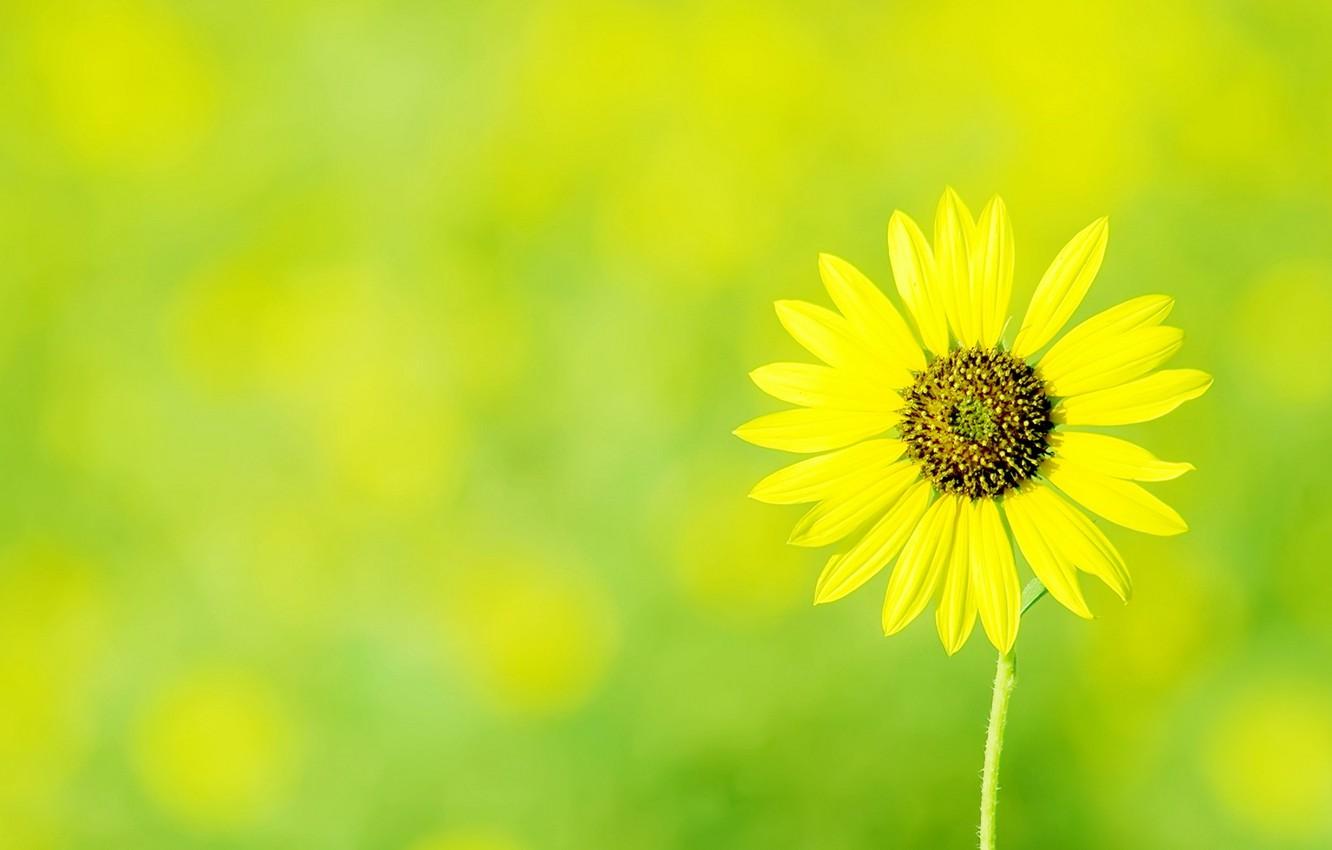 Yellow Daisies Wallpapers - Top Free Yellow Daisies Backgrounds ...