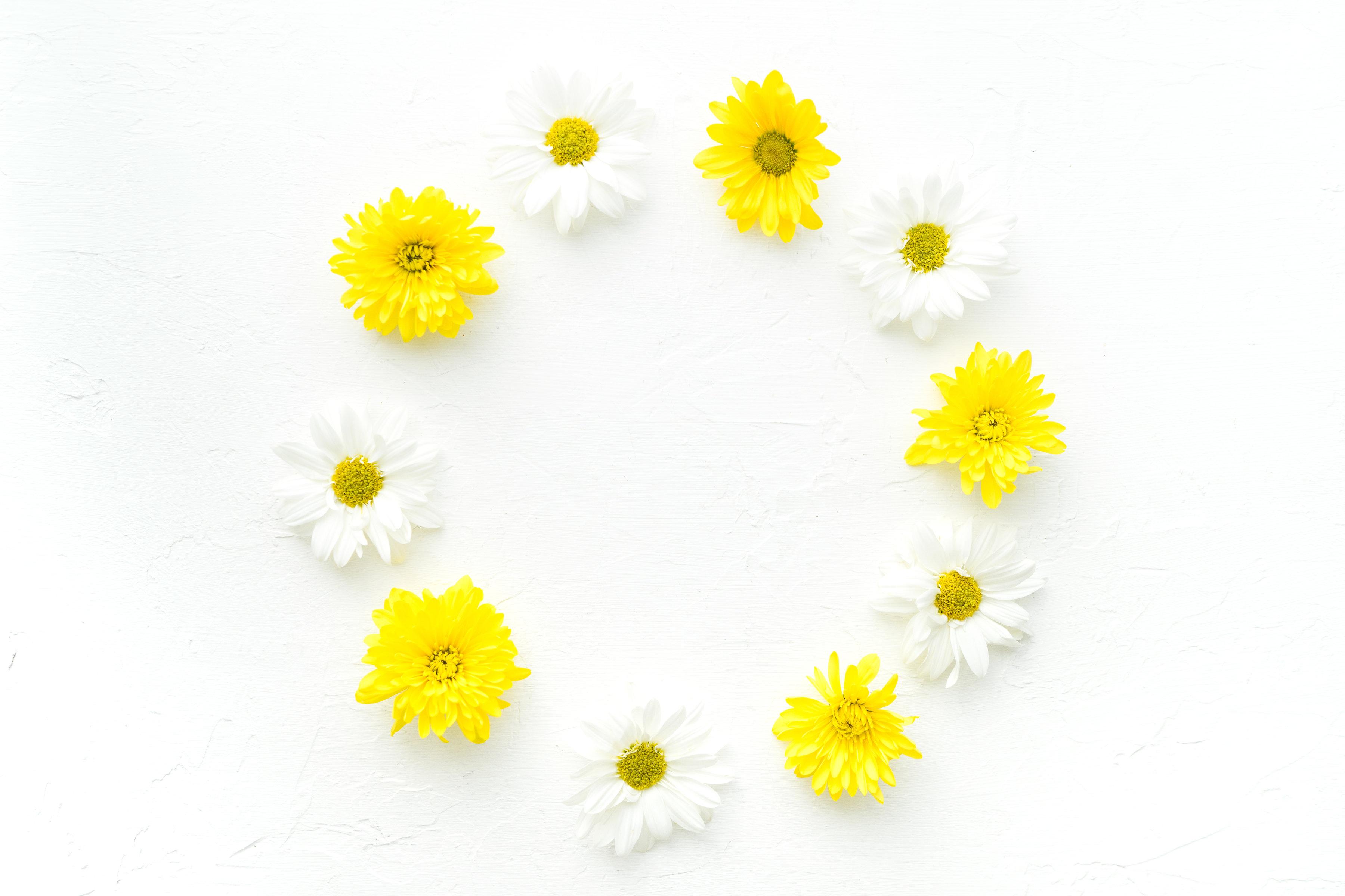 Yellow Daisies Wallpapers - Top Free Yellow Daisies Backgrounds ...