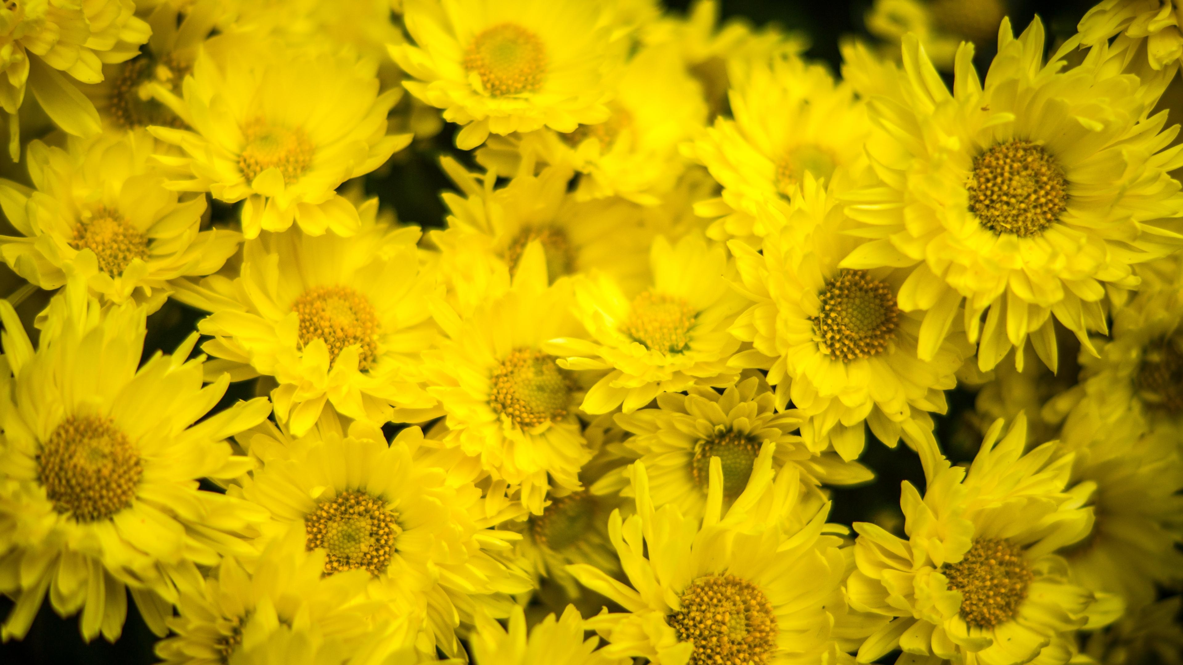 Yellow Daisies Wallpapers - Top Free Yellow Daisies Backgrounds ...