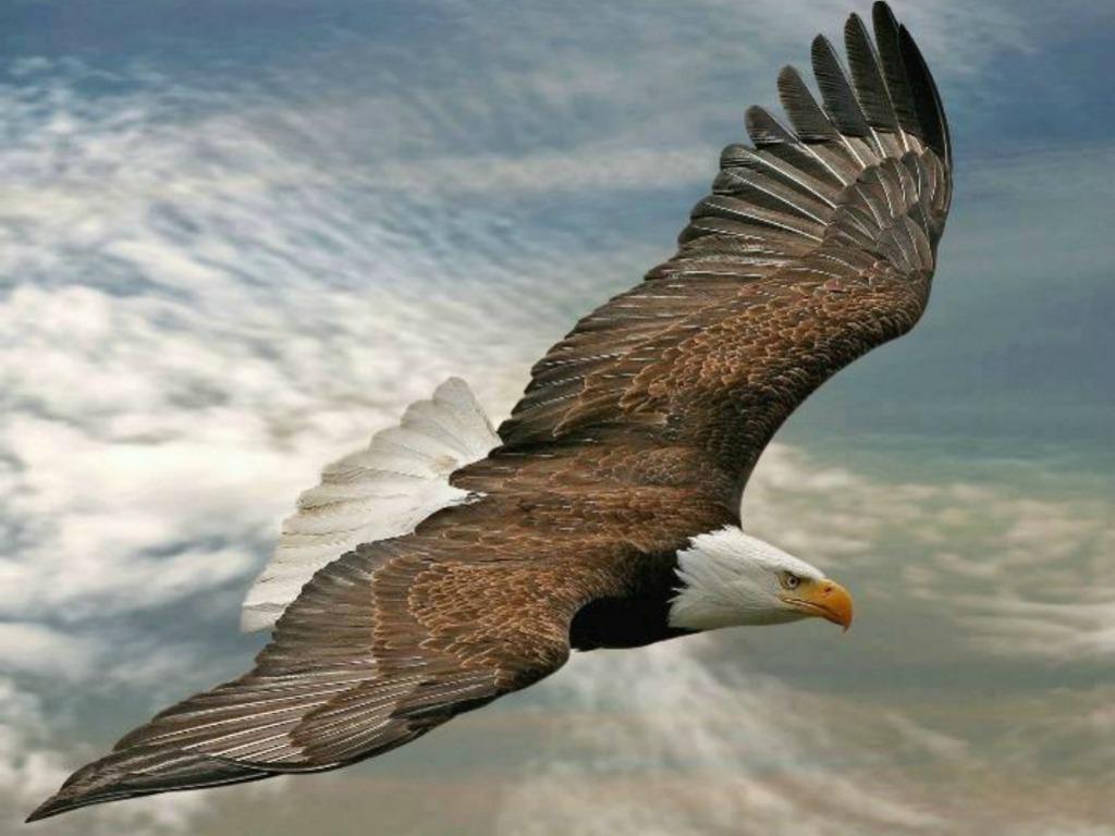 Eagle Flying Wallpapers - Top Free Eagle Flying Backgrounds ...