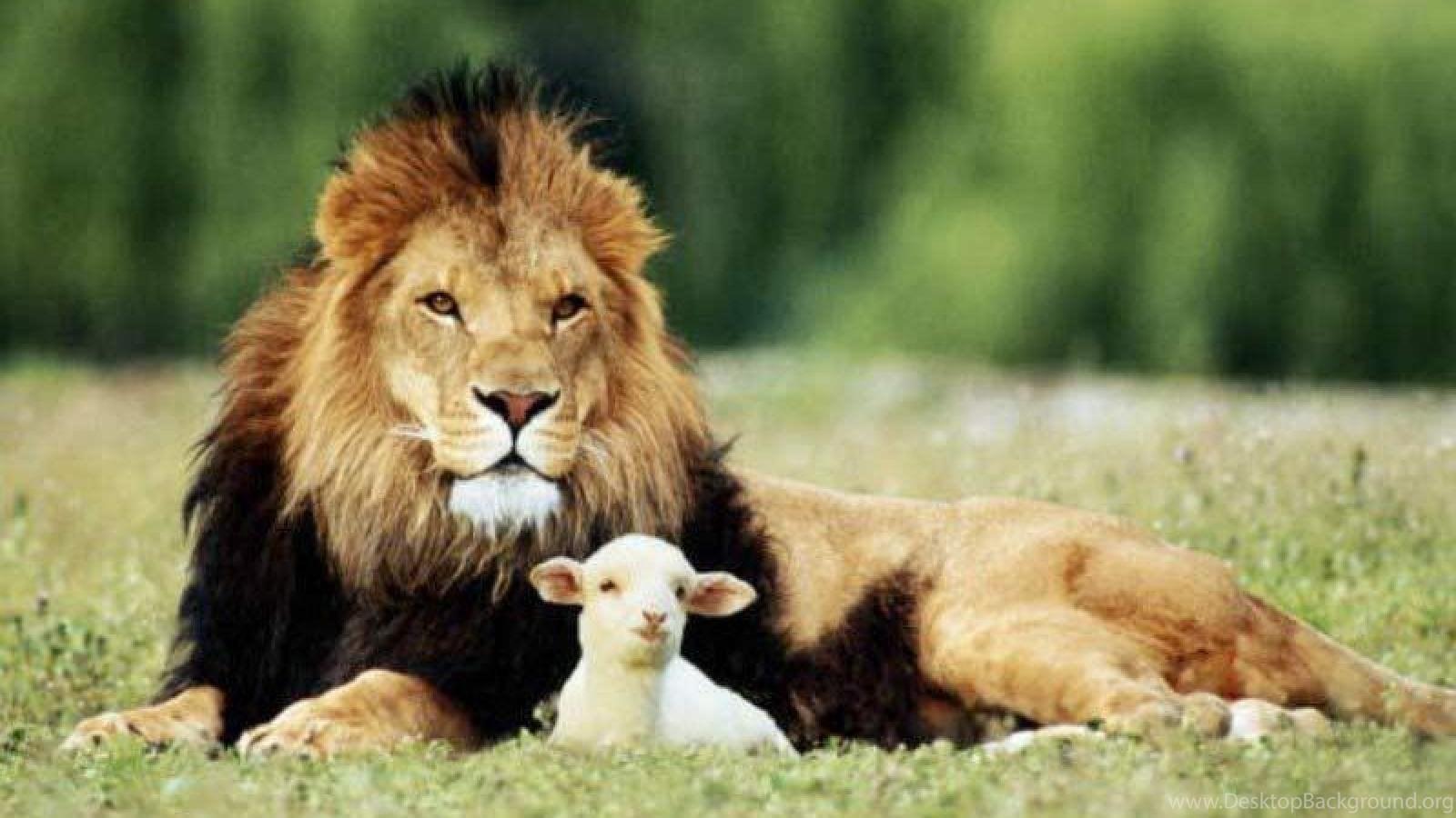 Lion and Lamb Wallpapers - Top Free Lion and Lamb Backgrounds ...