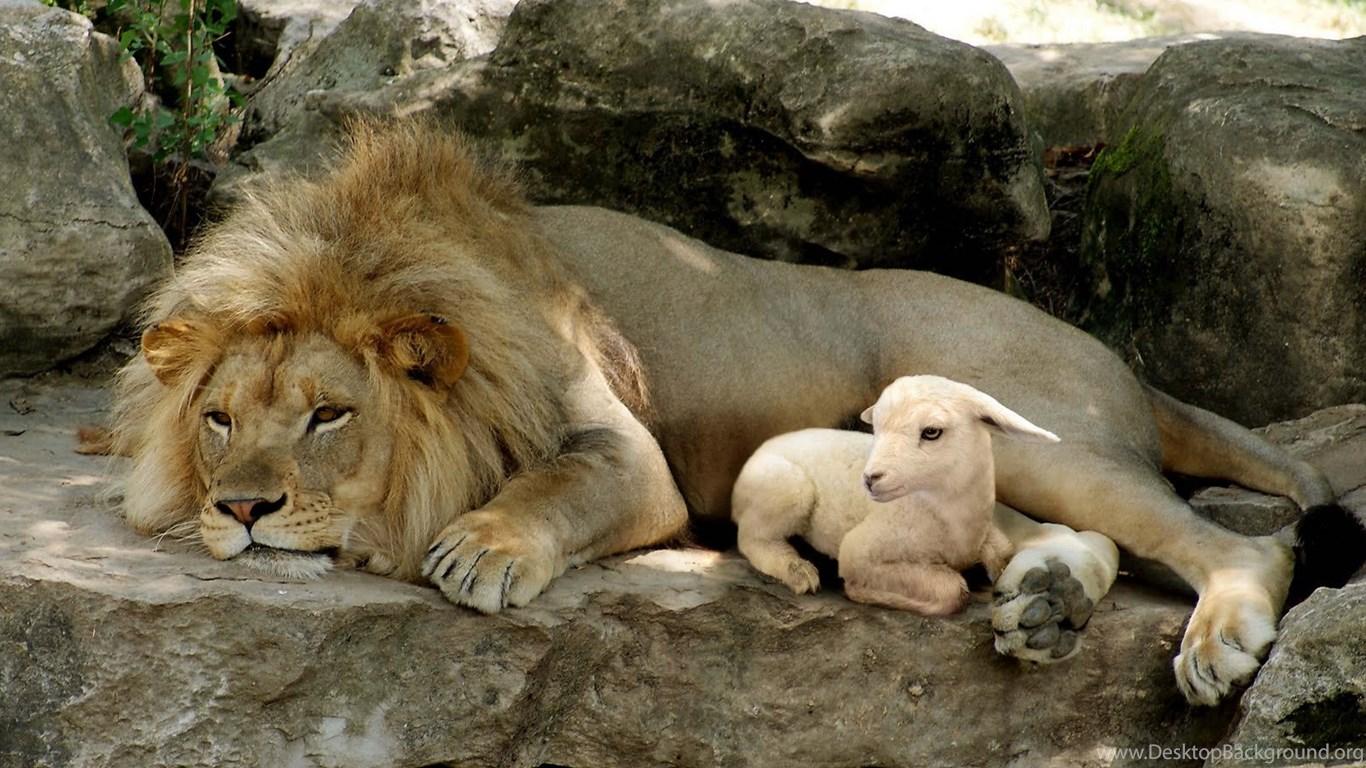 Lion and Lamb Wallpapers - Top Free Lion and Lamb Backgrounds ...