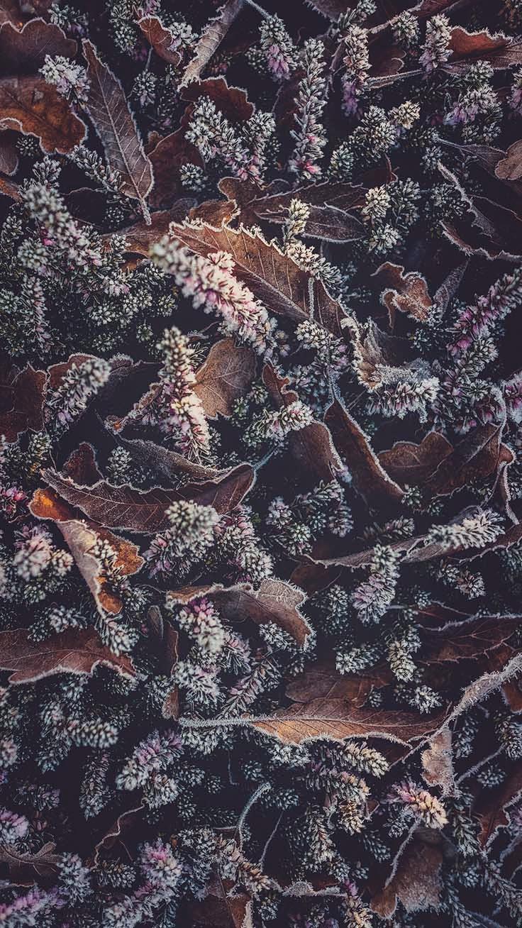 Biology iPhone Wallpapers - Top Free Biology iPhone Backgrounds ...