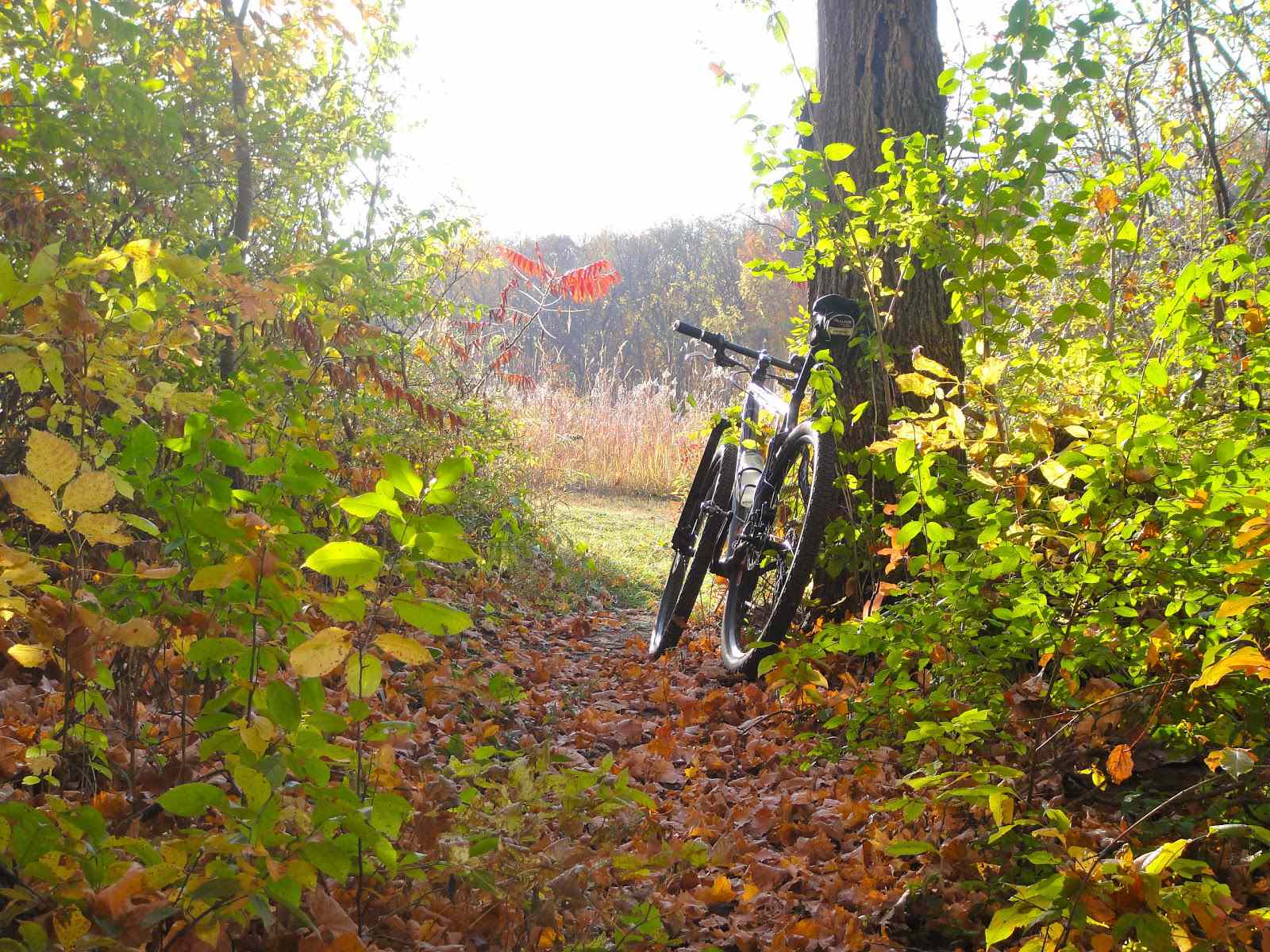 MTB Trail Wallpapers - Top Free MTB Trail Backgrounds - WallpaperAccess