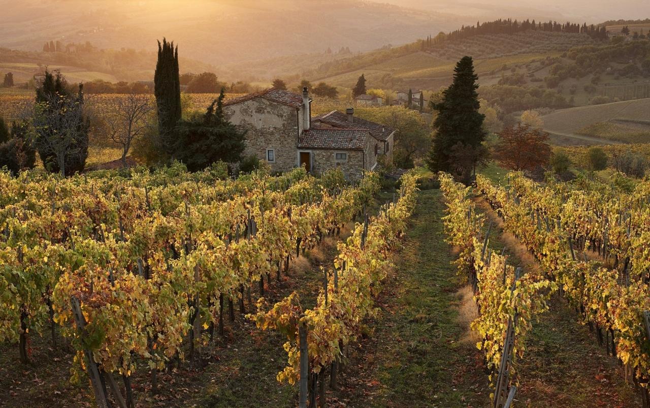 Italy Vineyard Wallpapers - Top Free Italy Vineyard Backgrounds ...