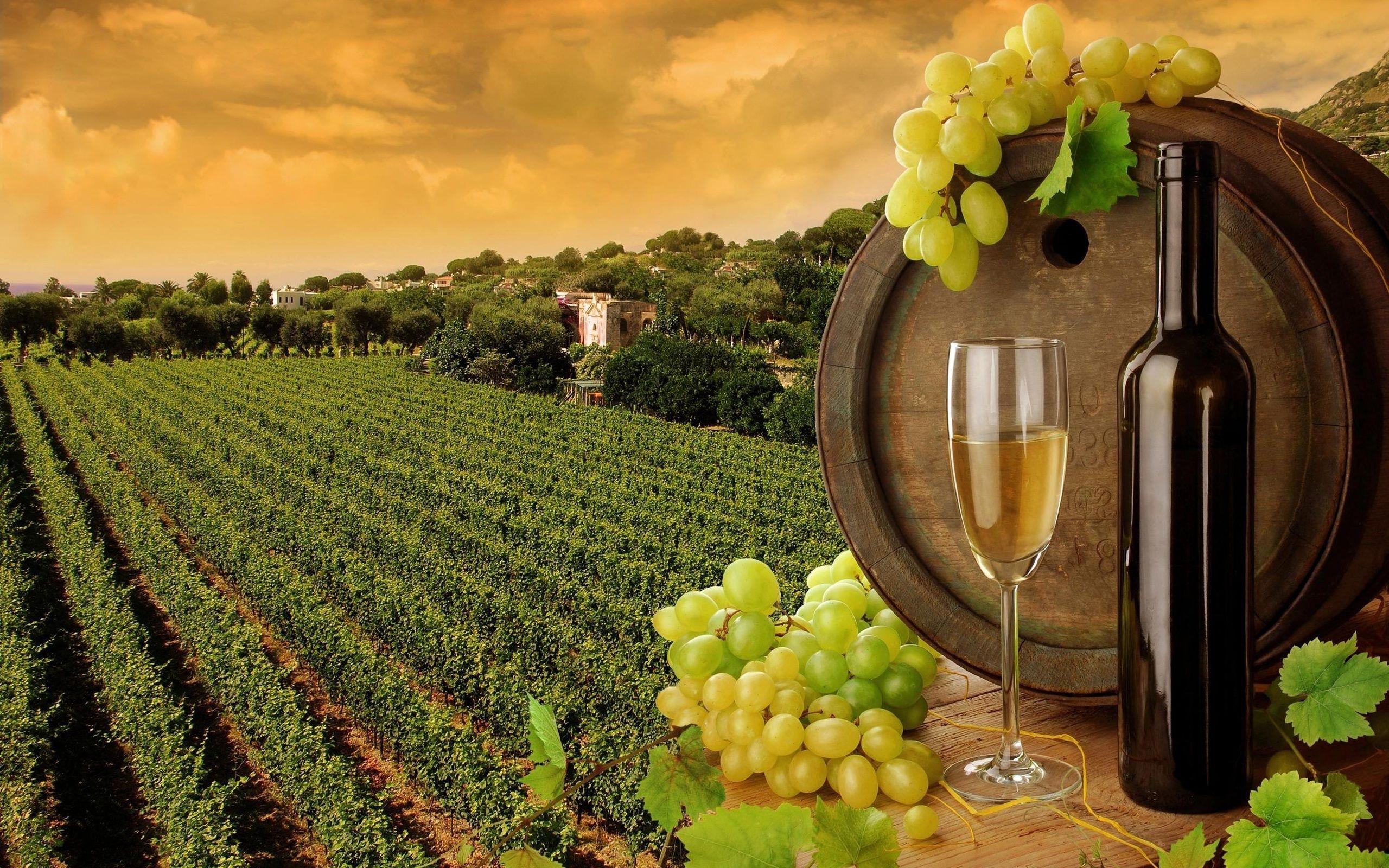 Italy Vineyard Wallpapers - Top Free Italy Vineyard Backgrounds ...