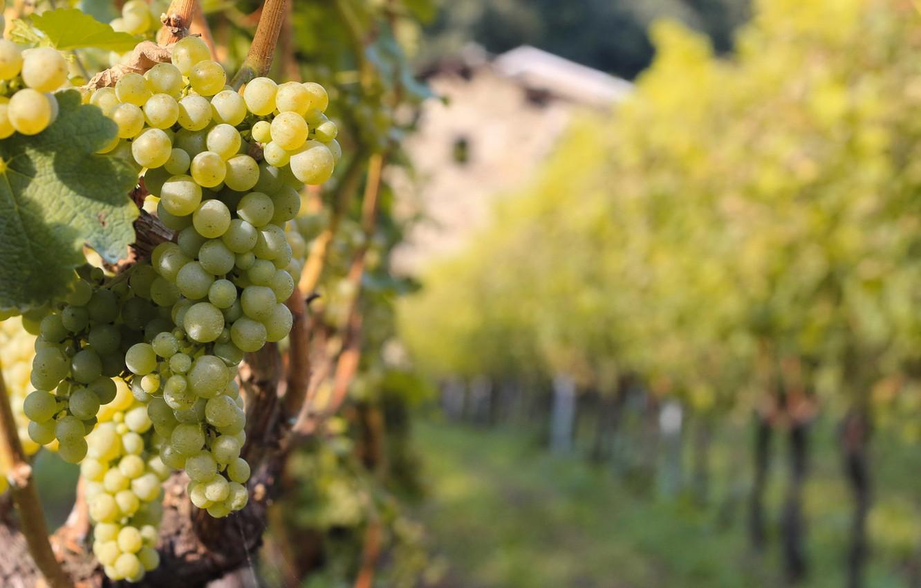 Italy Vineyard Wallpapers - Top Free Italy Vineyard Backgrounds ...
