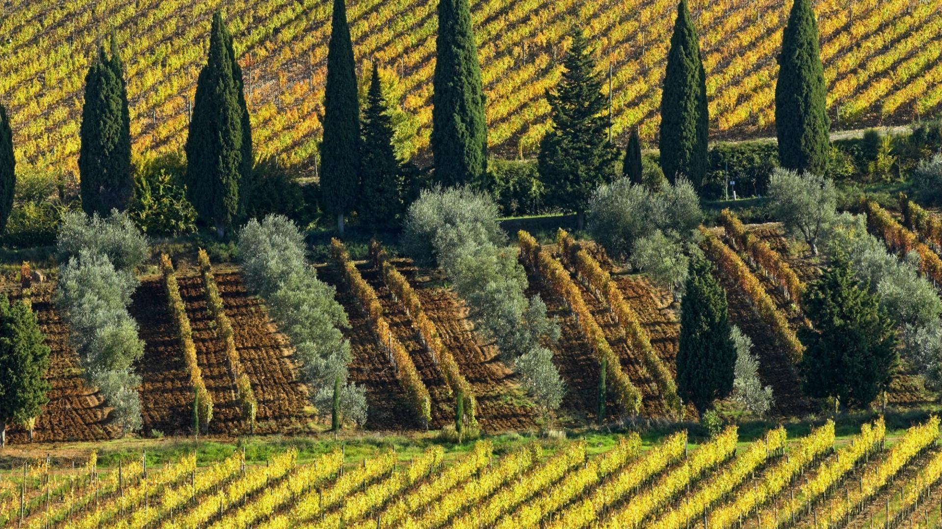 Italy Vineyard Wallpapers - Top Free Italy Vineyard Backgrounds ...