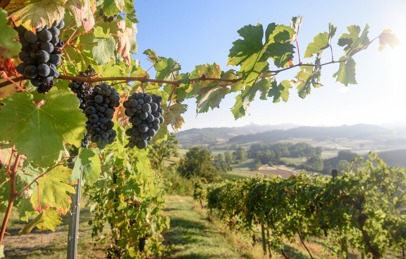 Italy Vineyard Wallpapers - Top Free Italy Vineyard Backgrounds ...