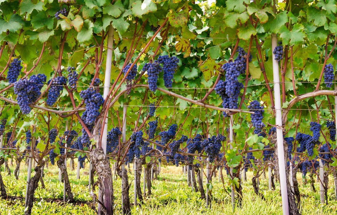 Italy Vineyard Wallpapers - Top Free Italy Vineyard Backgrounds ...