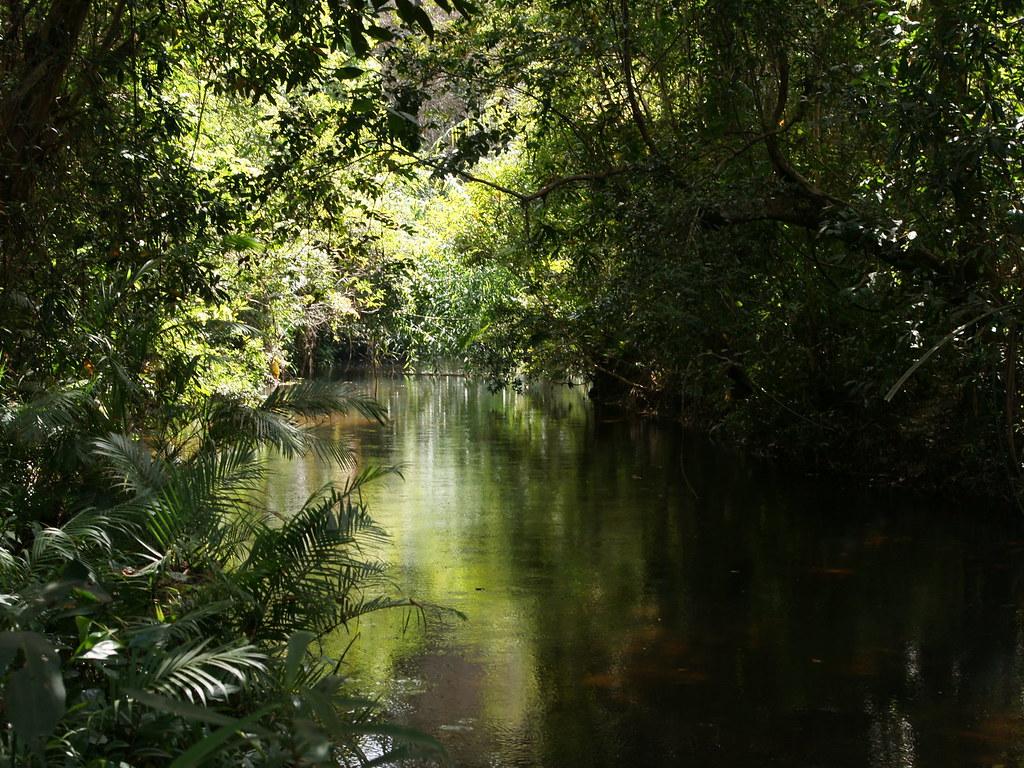 Jungle River Wallpapers - Top Free Jungle River Backgrounds ...