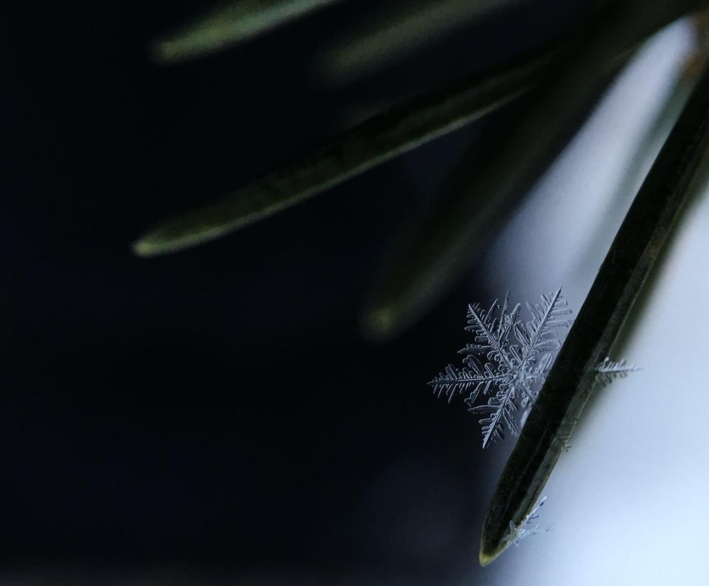 Snow Crystal Wallpapers - Top Free Snow Crystal Backgrounds ...