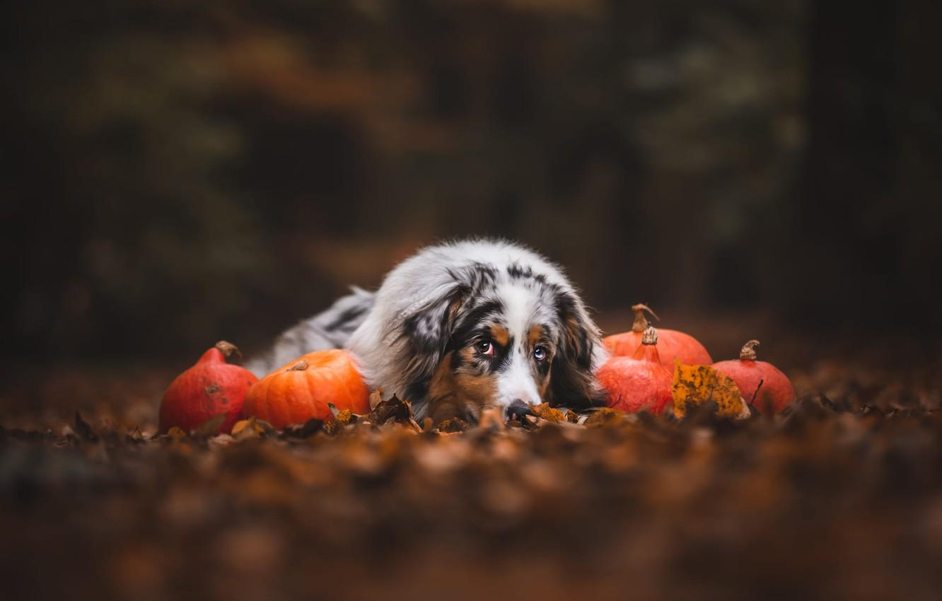 Autumn Puppy Wallpapers - Top Free Autumn Puppy Backgrounds ...