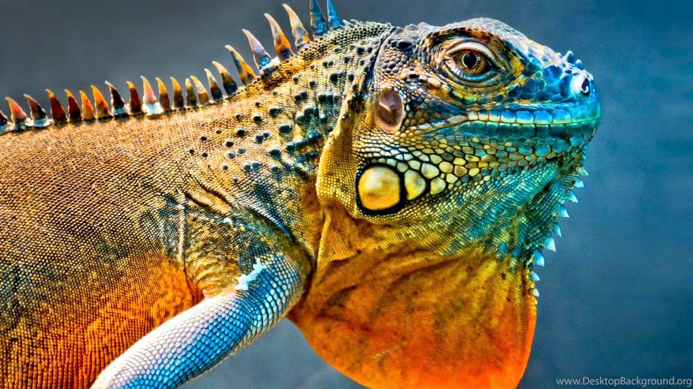 Colorful Animal Wallpapers - Top Free Colorful Animal Backgrounds ...