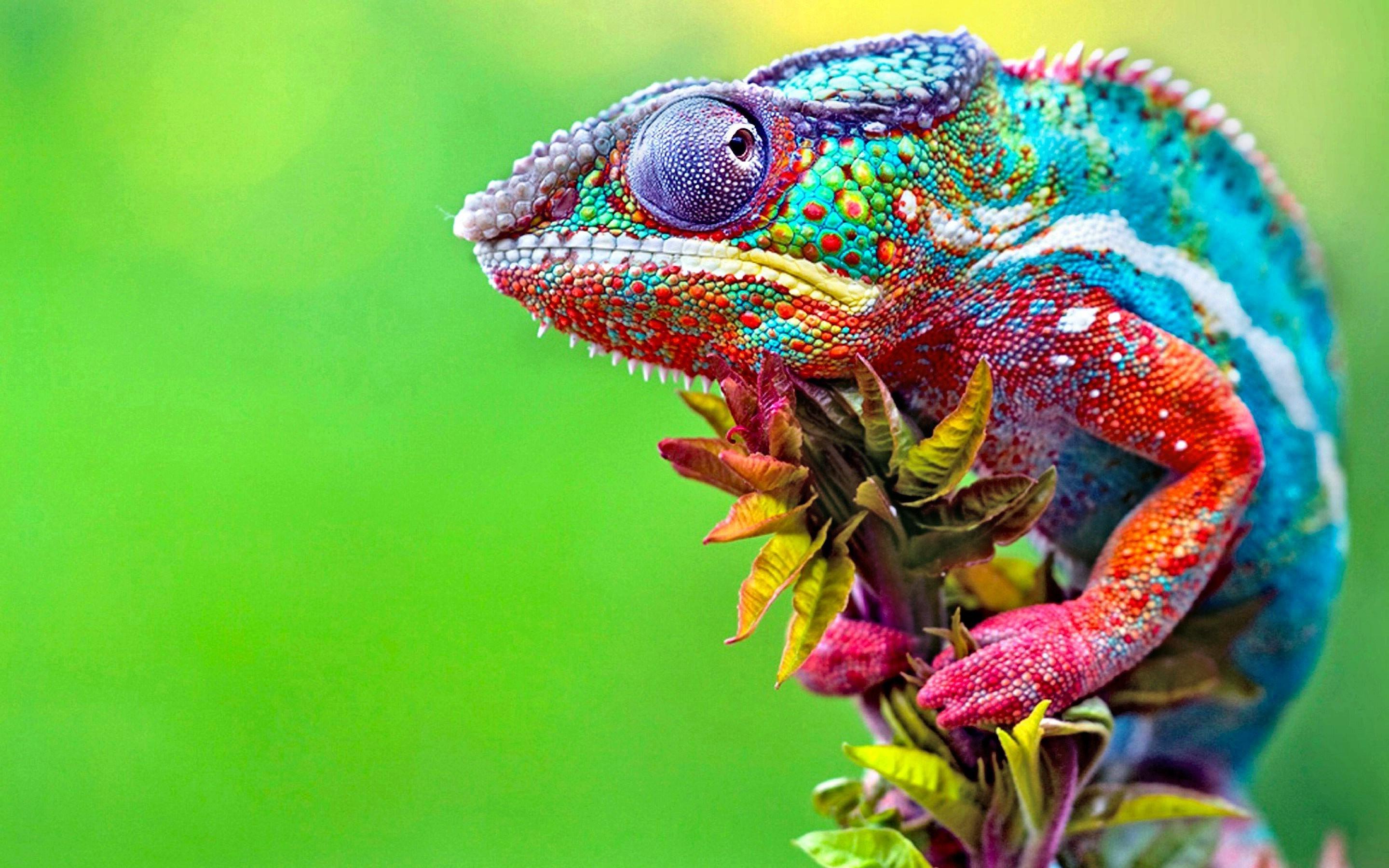 Colorful Animal Wallpapers - Top Free Colorful Animal Backgrounds ...