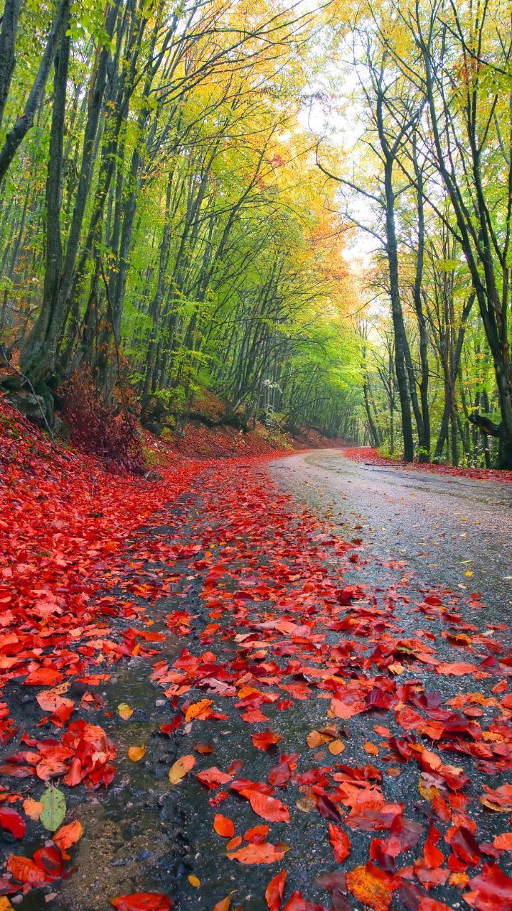 Tree Road Wallpapers - Top Free Tree Road Backgrounds - WallpaperAccess