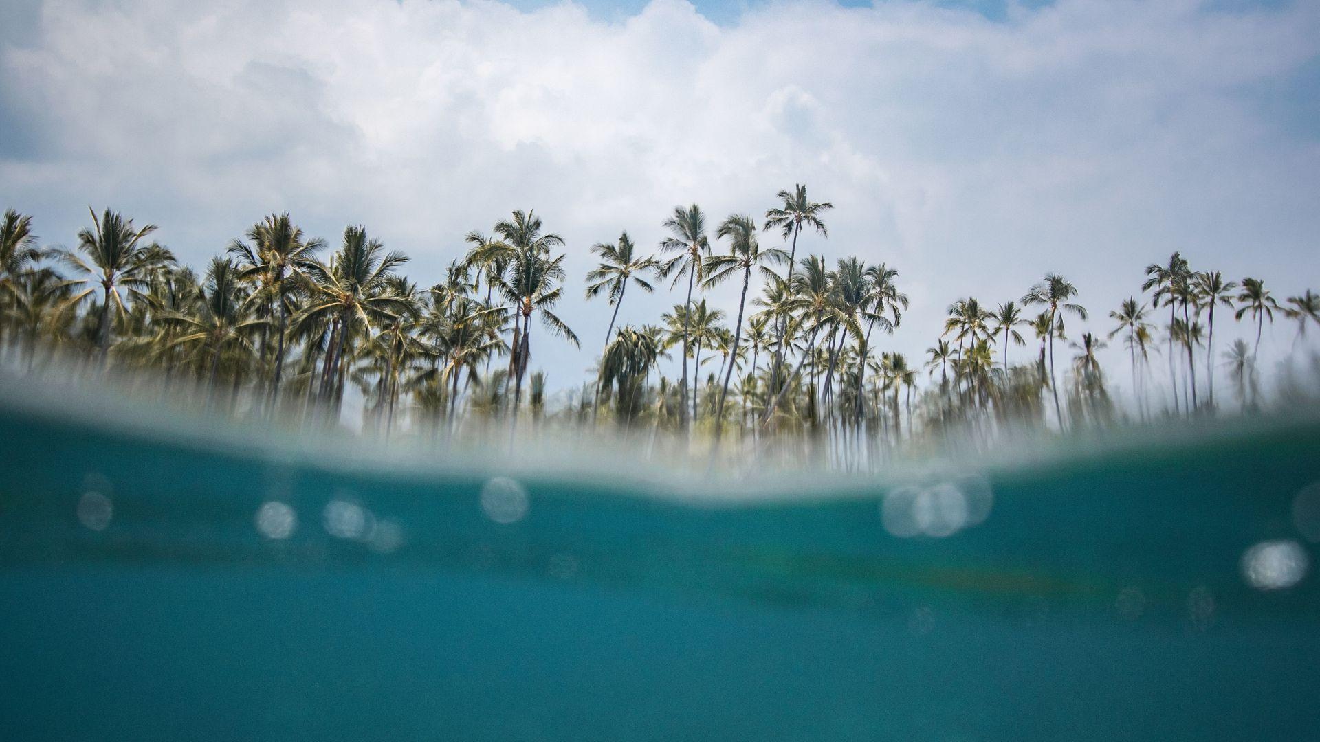 Ocean Palm Tree Wallpapers - Top Free Ocean Palm Tree Backgrounds ...