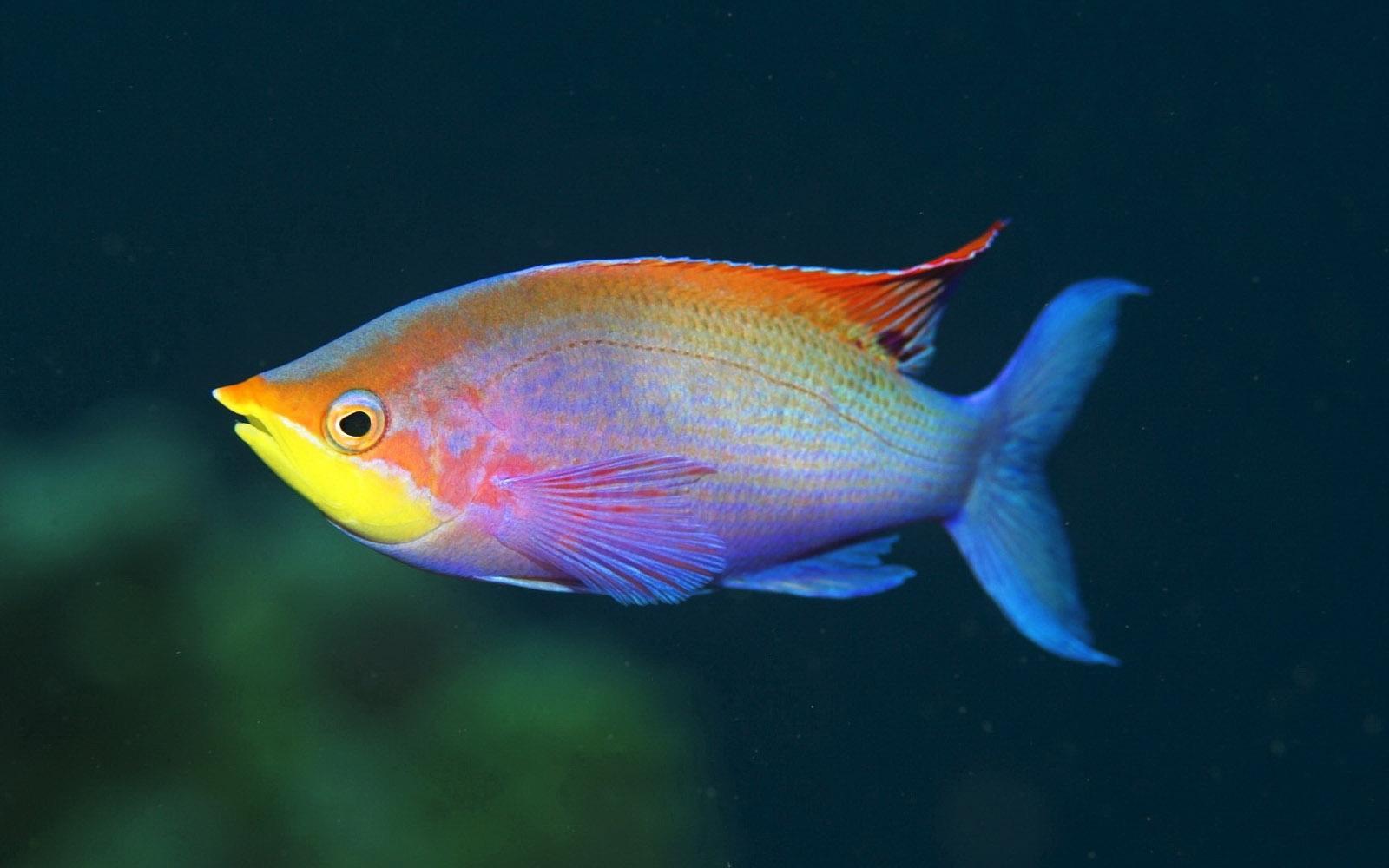 Rainbow Fish Wallpapers - Top Free Rainbow Fish Backgrounds ...
