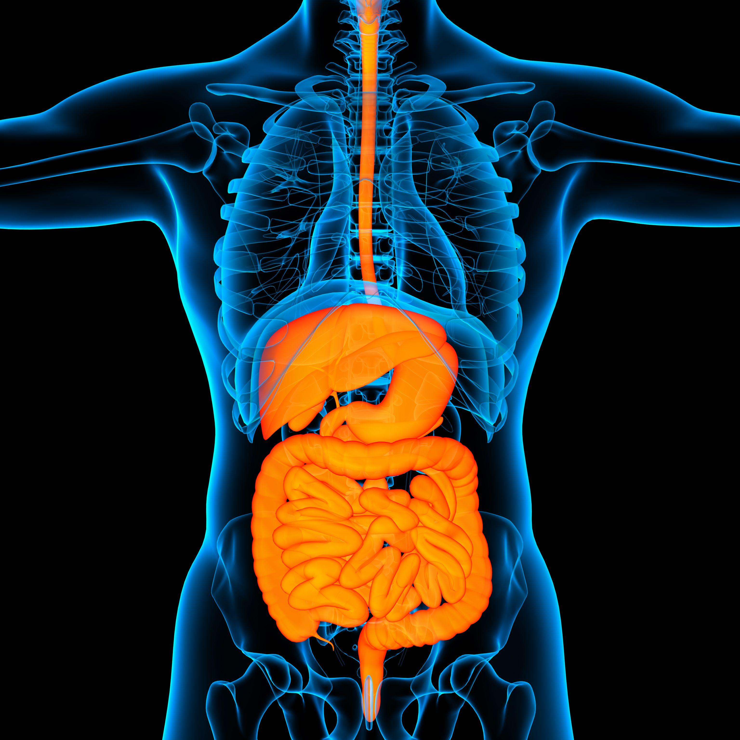 Respiratory Wallpapers - Top Free Respiratory Backgrounds - WallpaperAccess