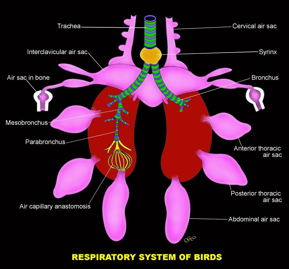 Respiratory System Wallpapers - Top Free Respiratory System Backgrounds ...