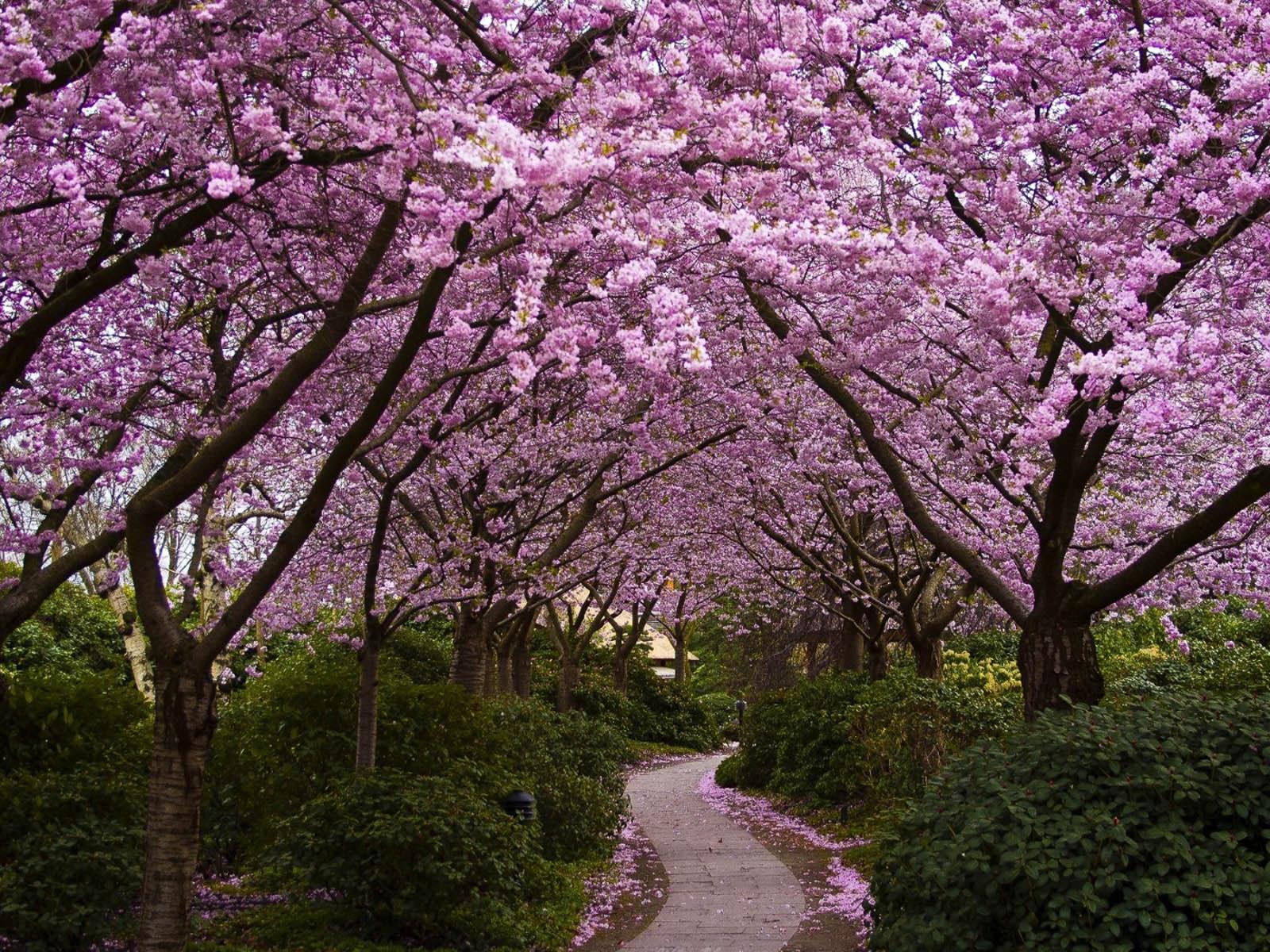 Japanese Sakura Trees Wallpapers - Top Free Japanese Sakura Trees ...