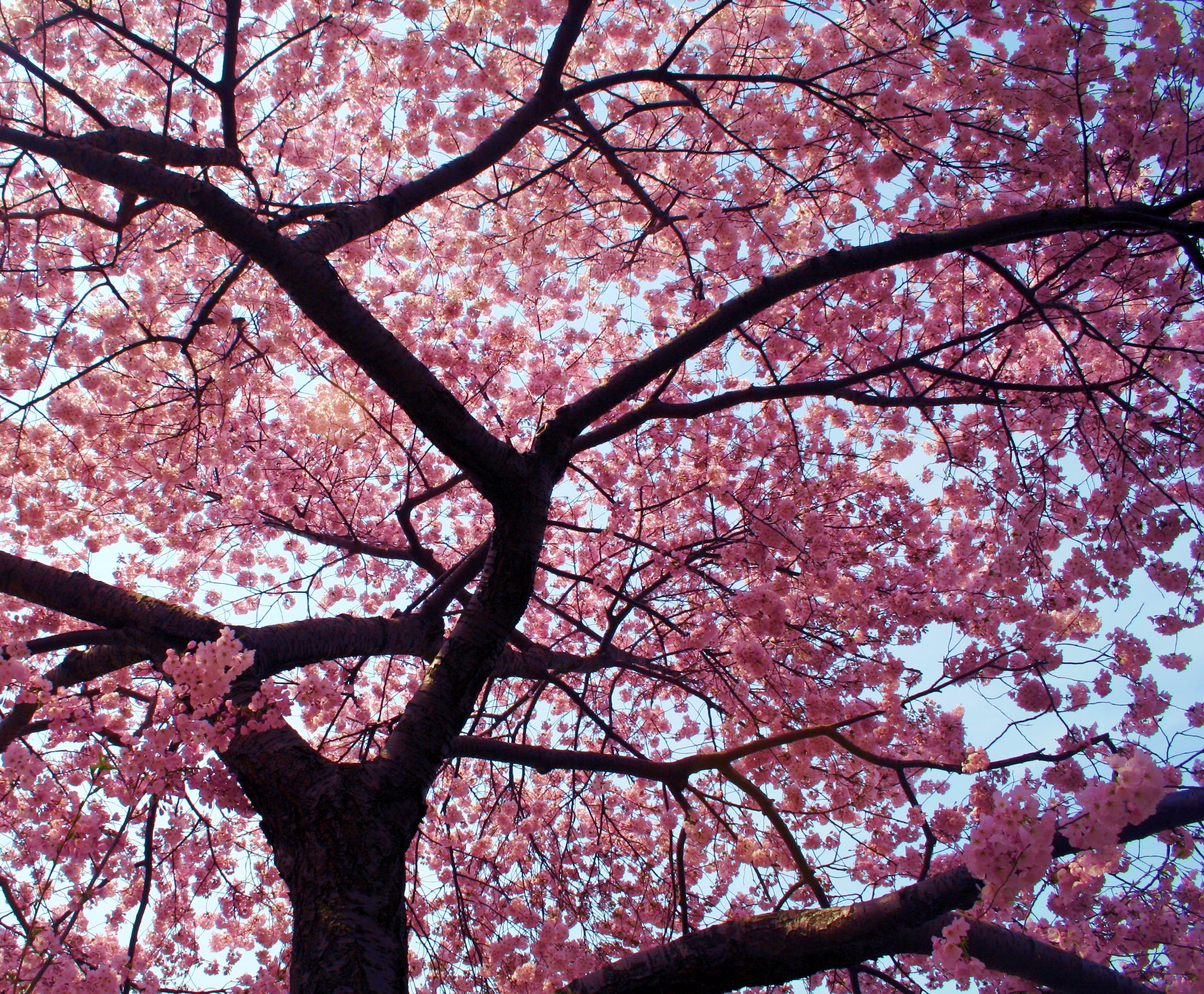 Japanese Sakura Trees Wallpapers - Top Free Japanese Sakura Trees ...
