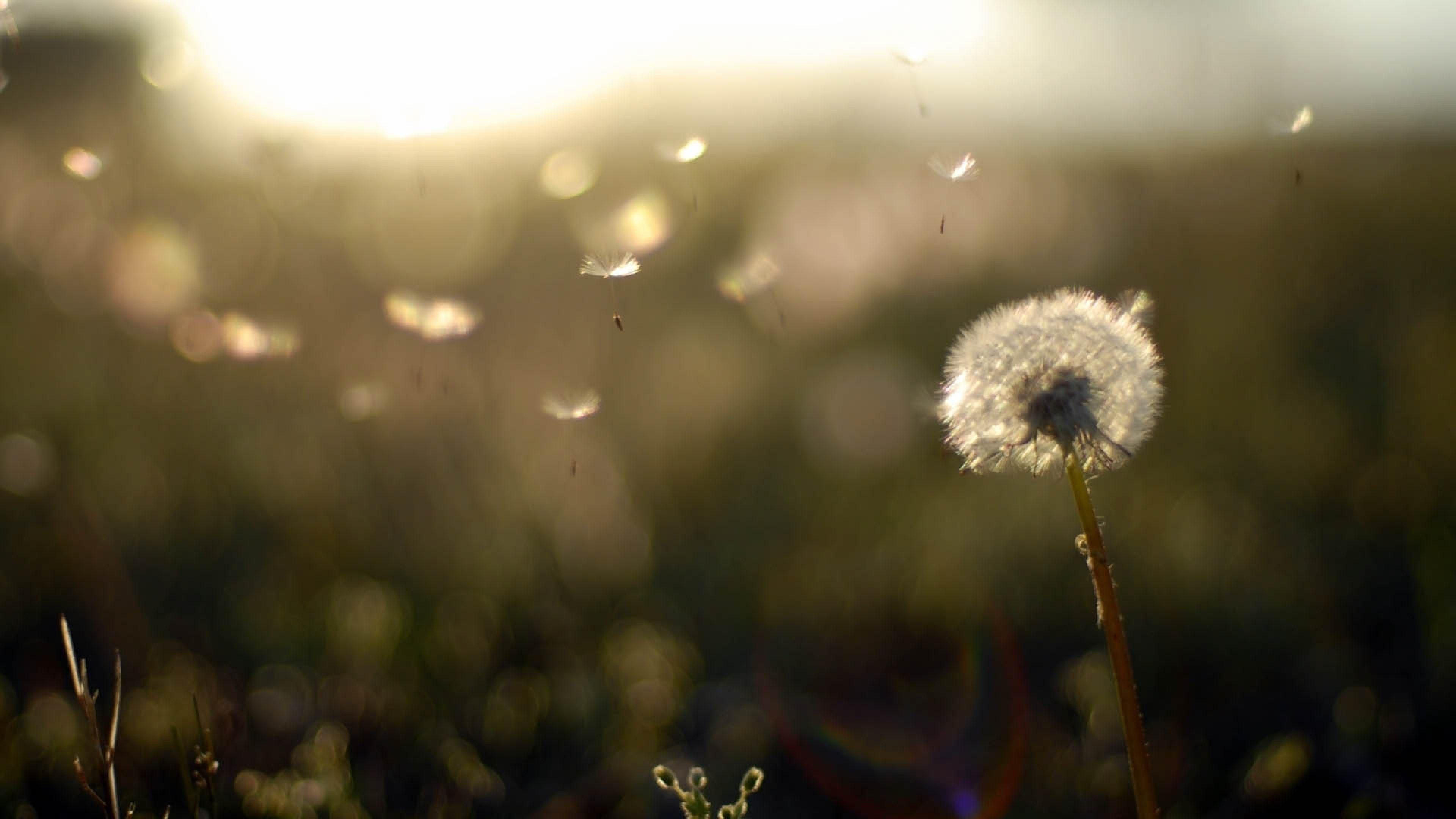 Dandelion Desktop Wallpapers - Top Free Dandelion Desktop Backgrounds ...