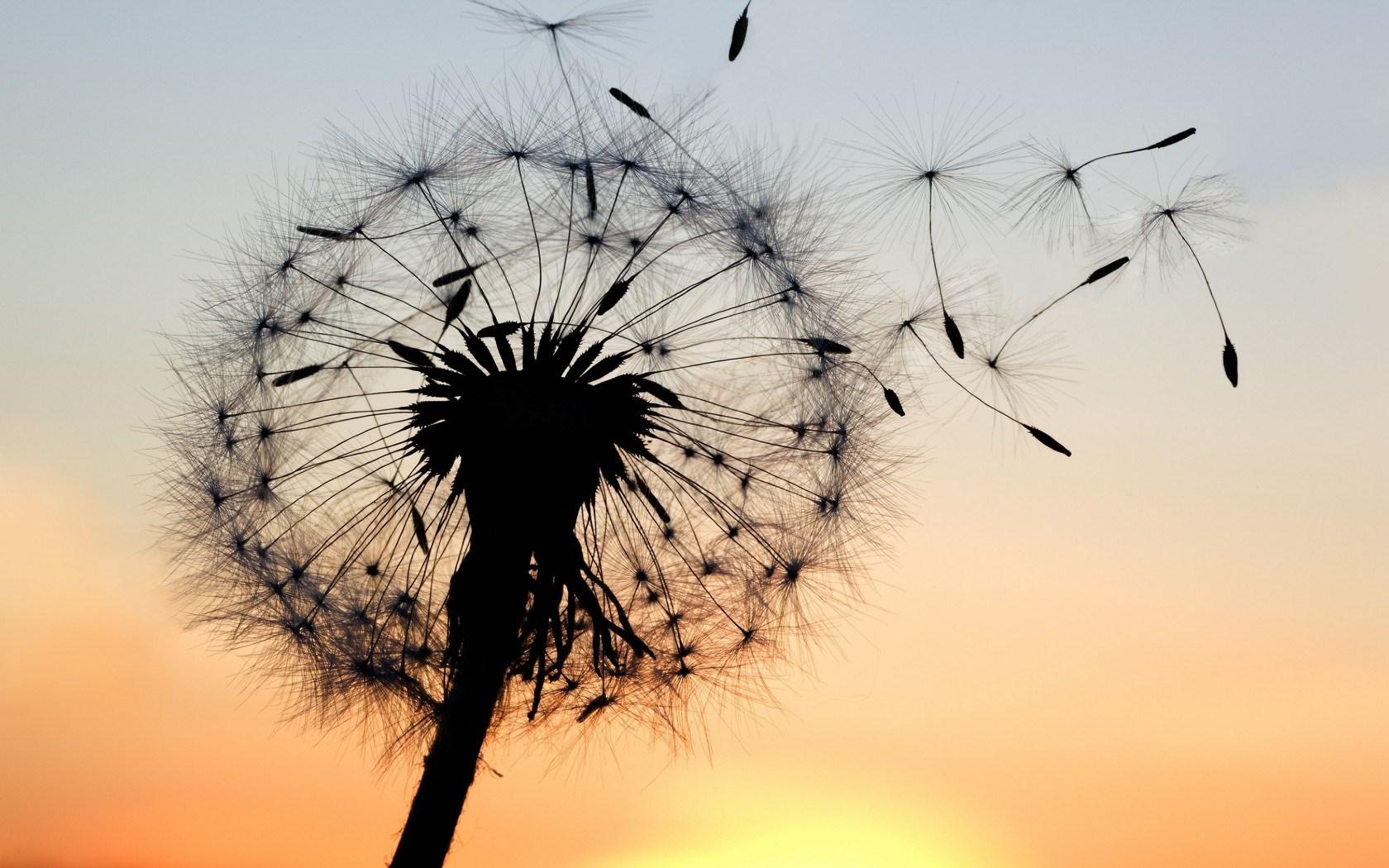 Dandelion Desktop Wallpapers - Top Free Dandelion Desktop Backgrounds ...
