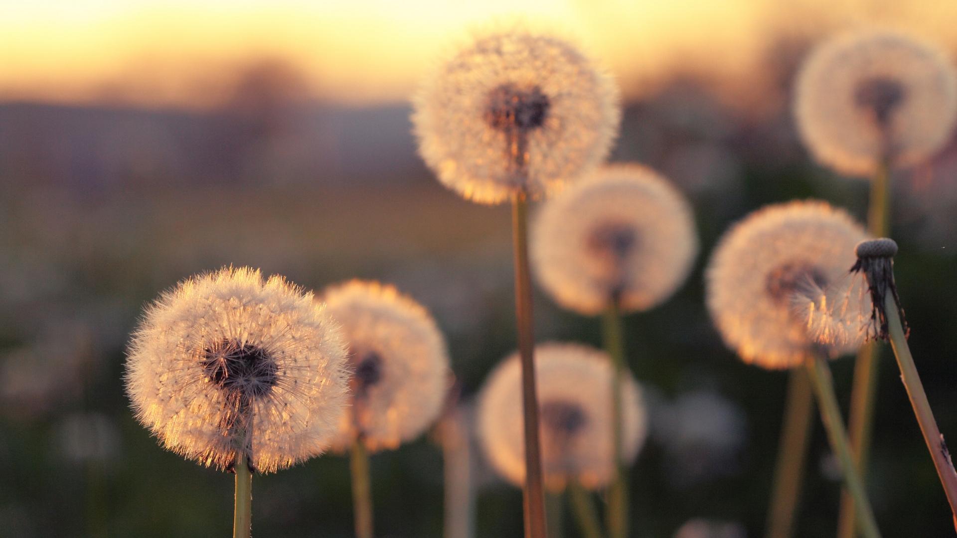 Dandelion Desktop Wallpapers - Top Free Dandelion Desktop Backgrounds ...