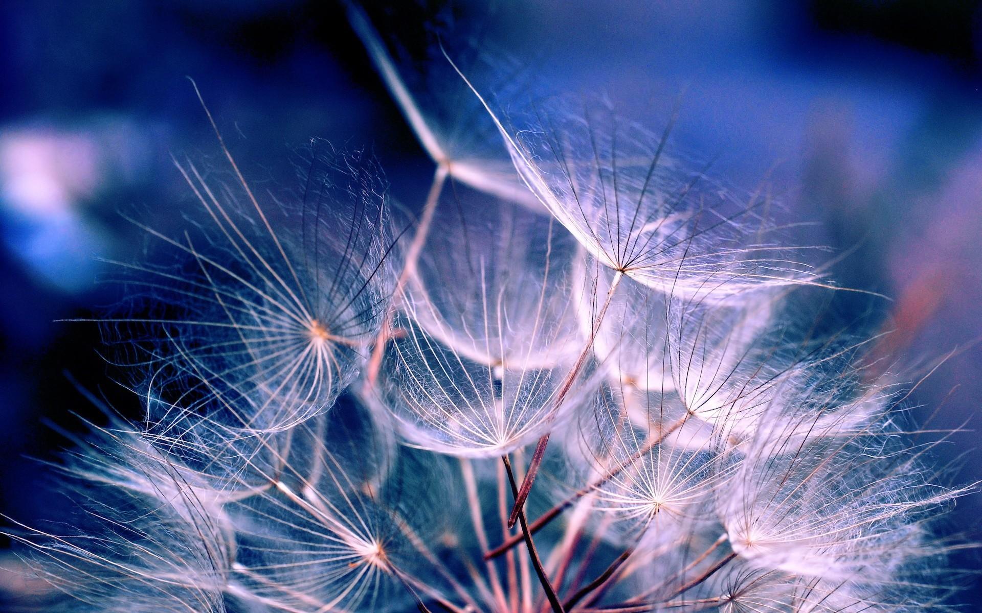 Dandelion Desktop Wallpapers - Top Free Dandelion Desktop Backgrounds ...