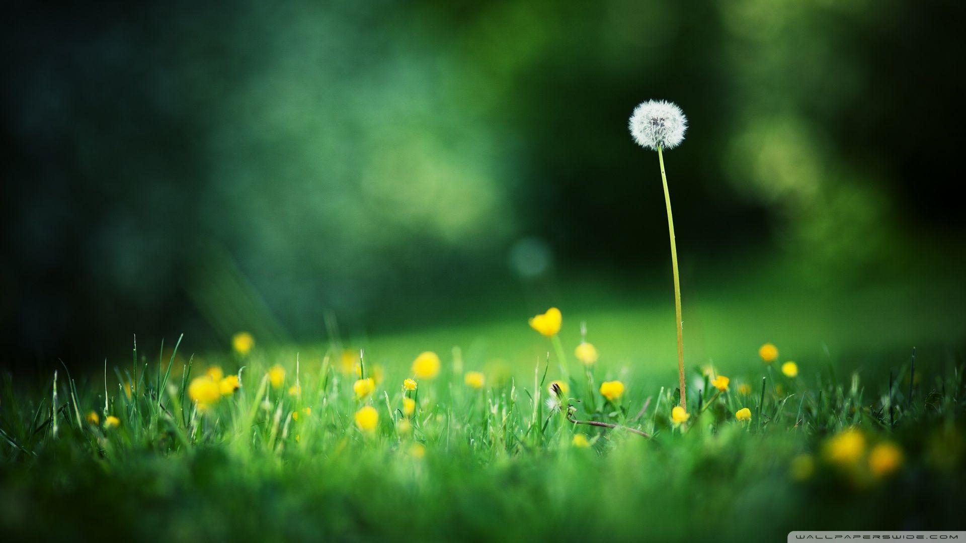 Dandelion Desktop Wallpapers - Top Free Dandelion Desktop Backgrounds ...
