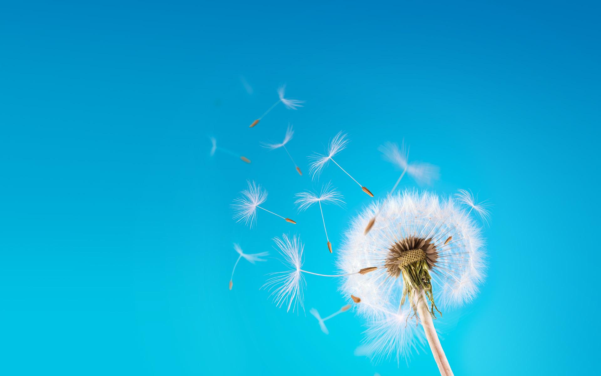 Dandelion Desktop Wallpapers - Top Free Dandelion Desktop Backgrounds ...