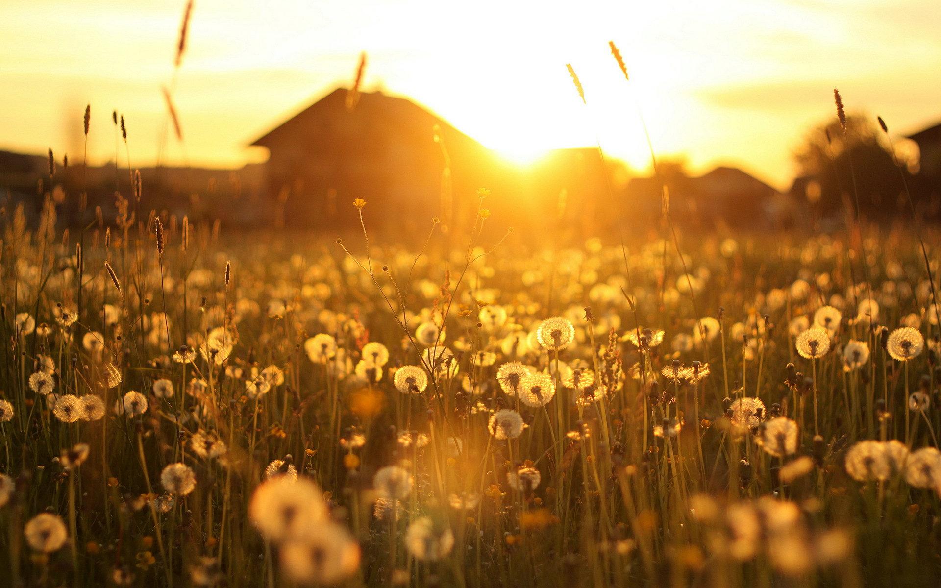 Dandelion Desktop Wallpapers - Top Free Dandelion Desktop Backgrounds ...