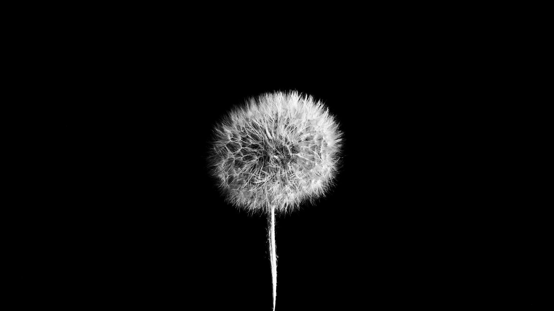 Dandelion Desktop Wallpapers - Top Free Dandelion Desktop Backgrounds ...
