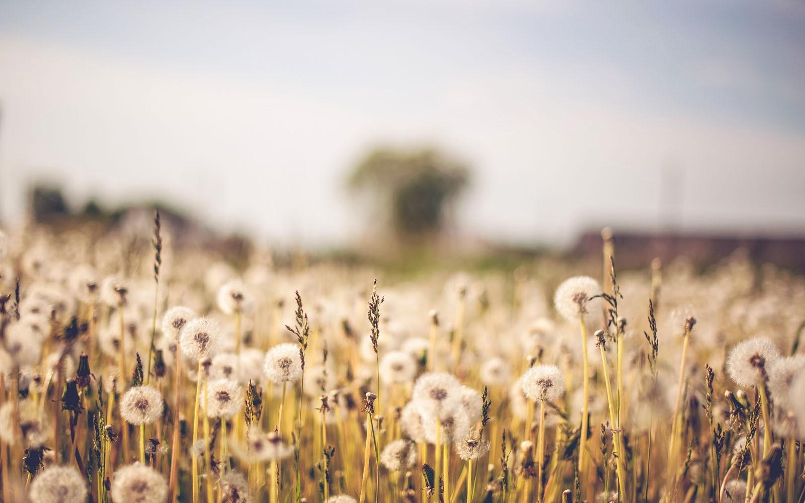Dandelion Desktop Wallpapers - Top Free Dandelion Desktop Backgrounds ...