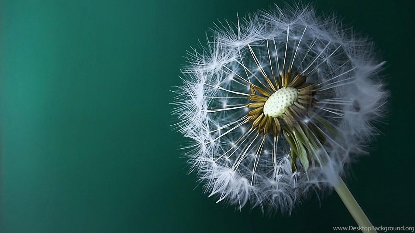 Dandelion Desktop Wallpapers - Top Free Dandelion Desktop Backgrounds ...