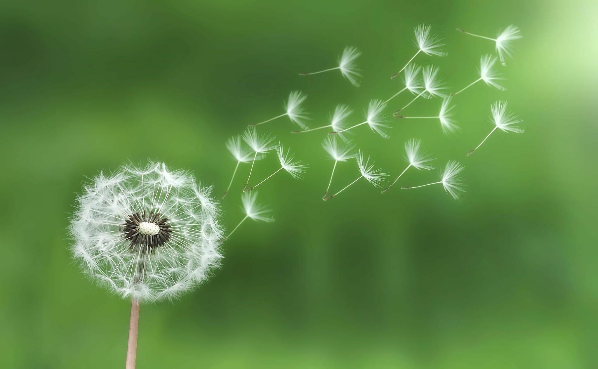 Dandelion Desktop Wallpapers - Top Free Dandelion Desktop Backgrounds ...