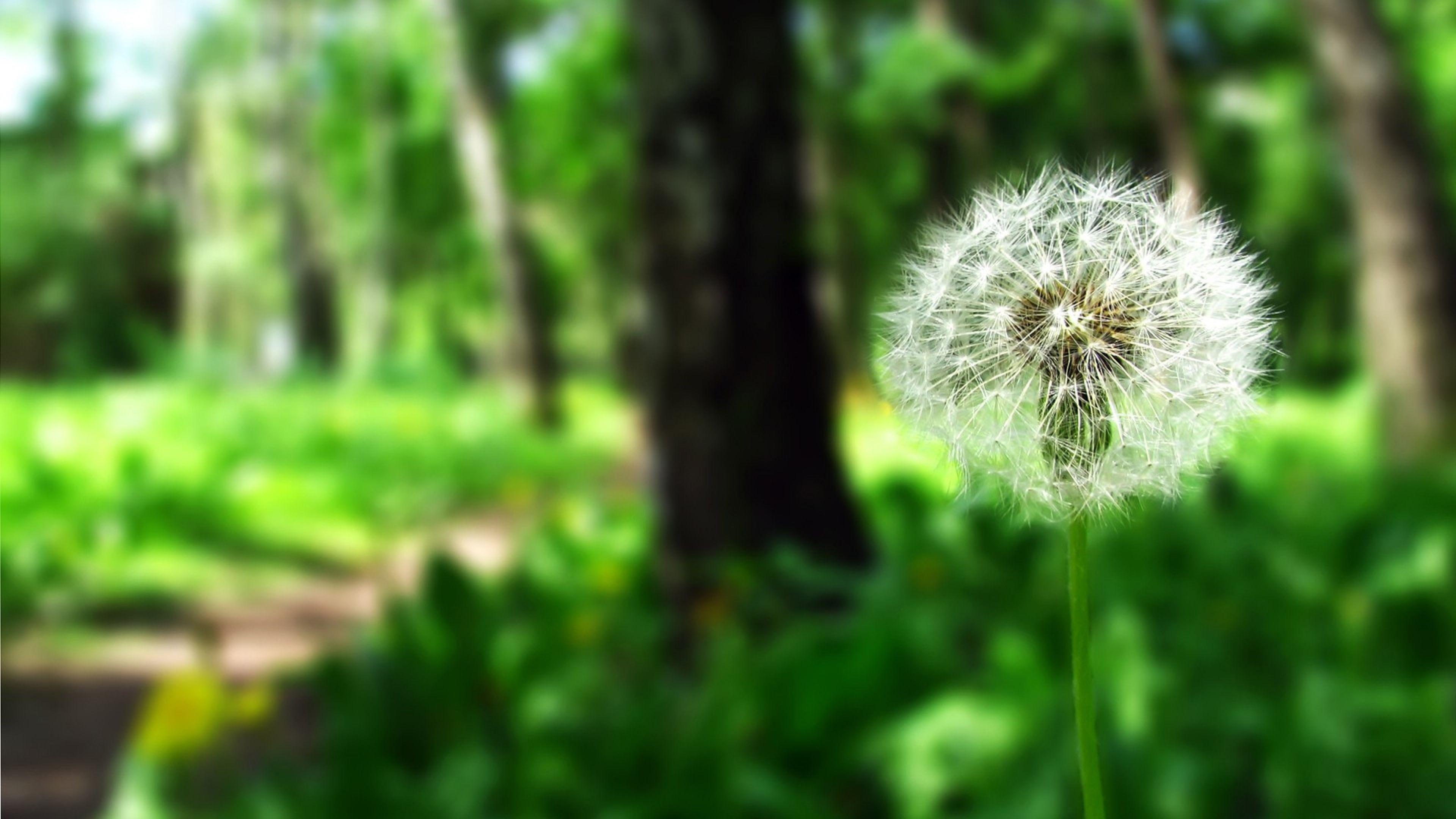 Dandelion Desktop Wallpapers - Top Free Dandelion Desktop Backgrounds ...
