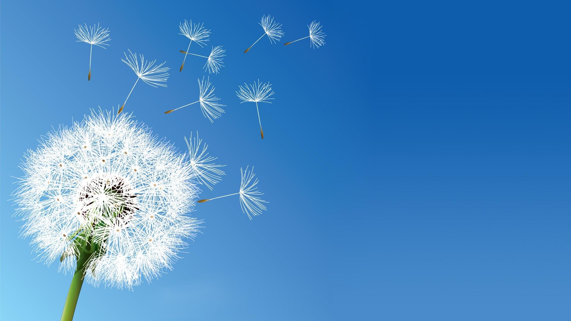 Dandelion Desktop Wallpapers - Top Free Dandelion Desktop Backgrounds ...
