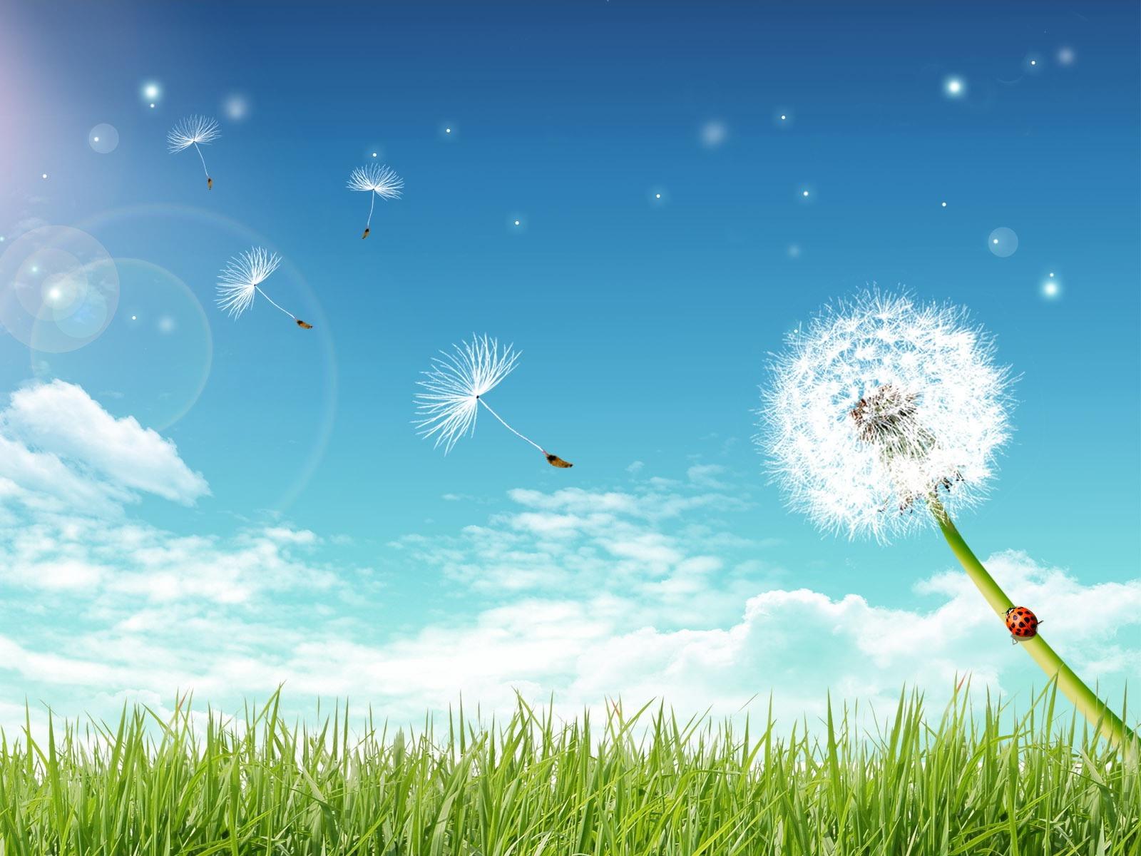 Dandelion Desktop Wallpapers - Top Free Dandelion Desktop Backgrounds ...