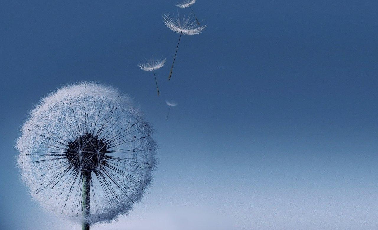Dandelion Desktop Wallpapers - Top Free Dandelion Desktop Backgrounds ...