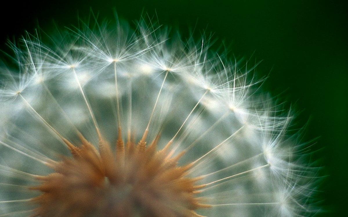 Dandelion Desktop Wallpapers - Top Free Dandelion Desktop Backgrounds ...