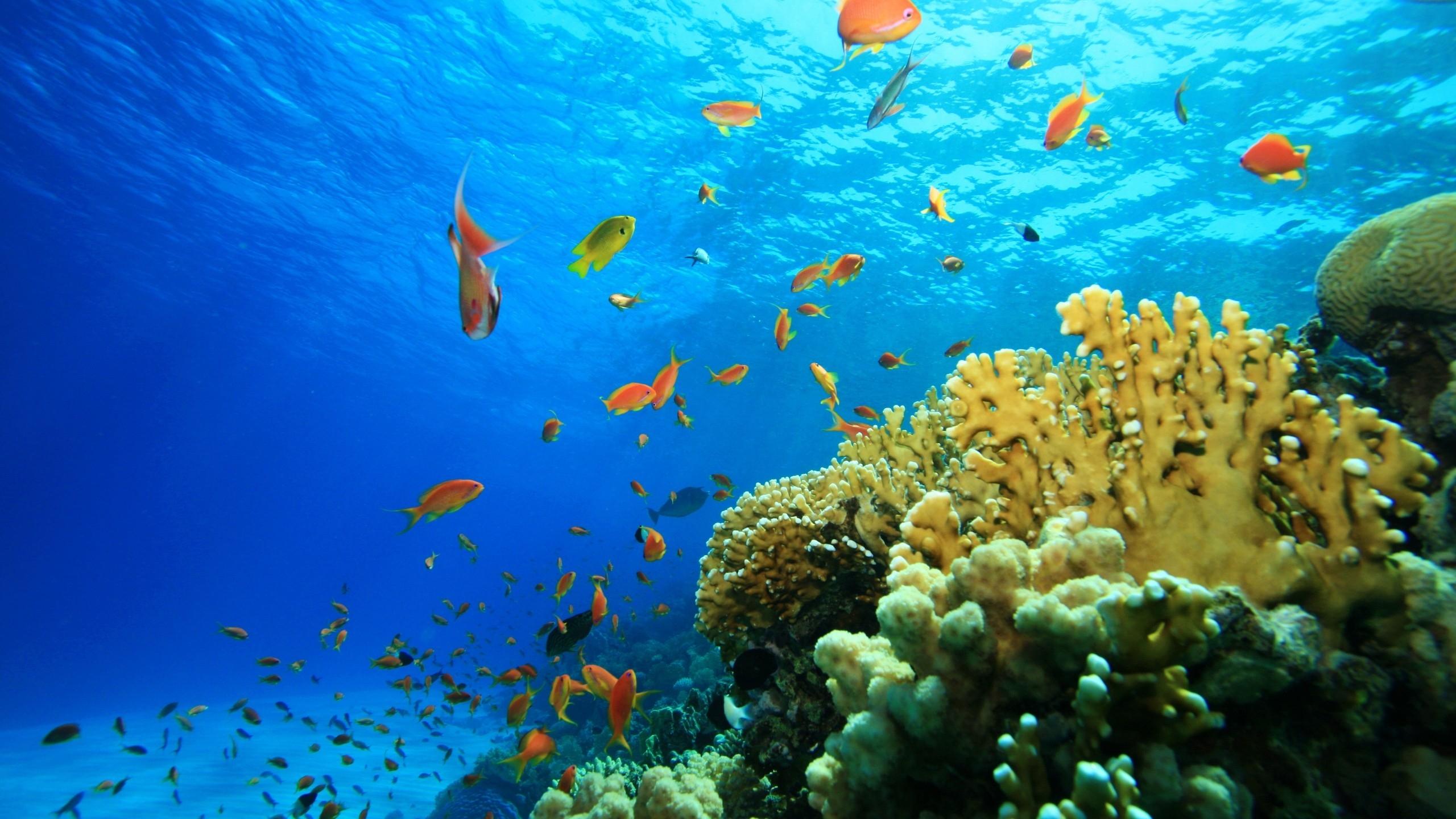 Swimming Fish Wallpapers - Top Free Swimming Fish Backgrounds ...