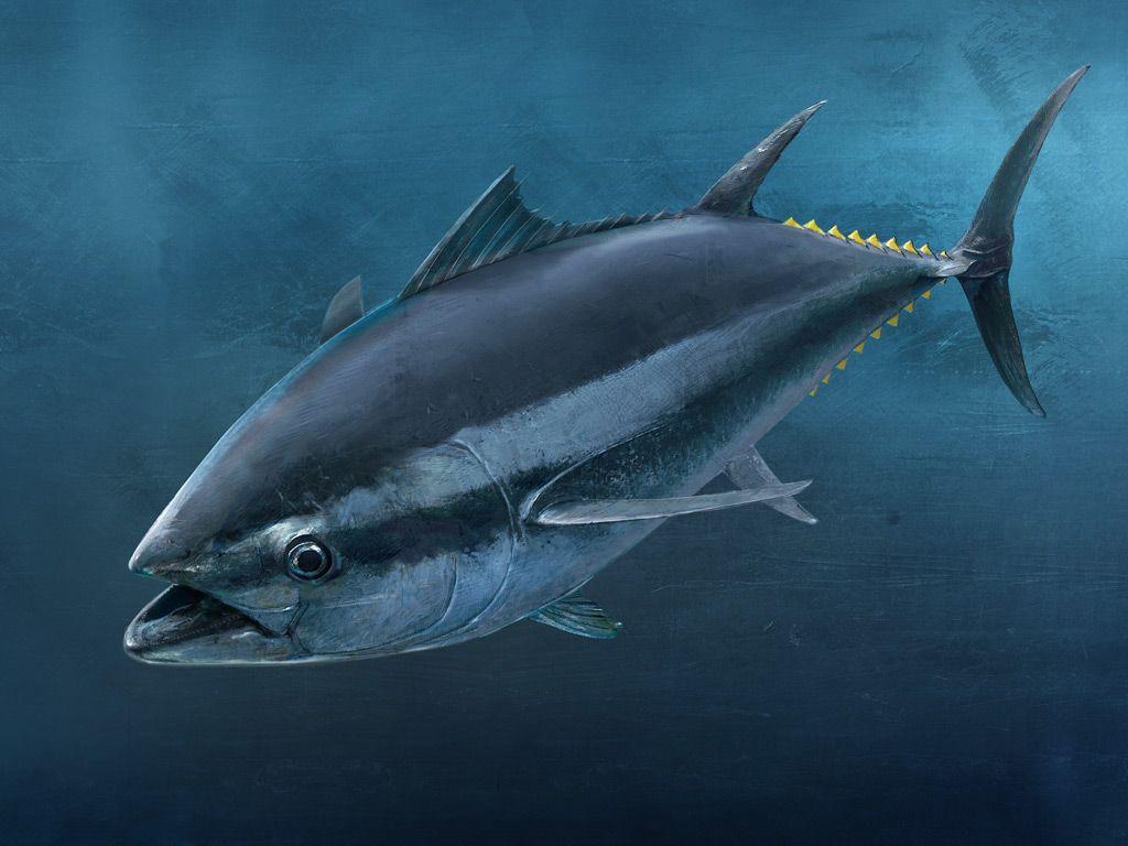Tuna Wallpapers - Top Free Tuna Backgrounds - WallpaperAccess