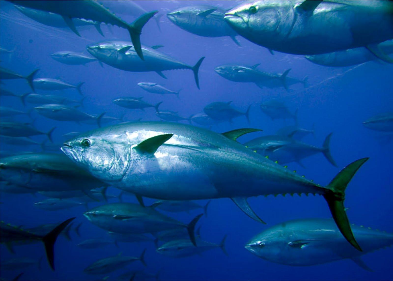 Tuna Wallpapers - Top Free Tuna Backgrounds - WallpaperAccess