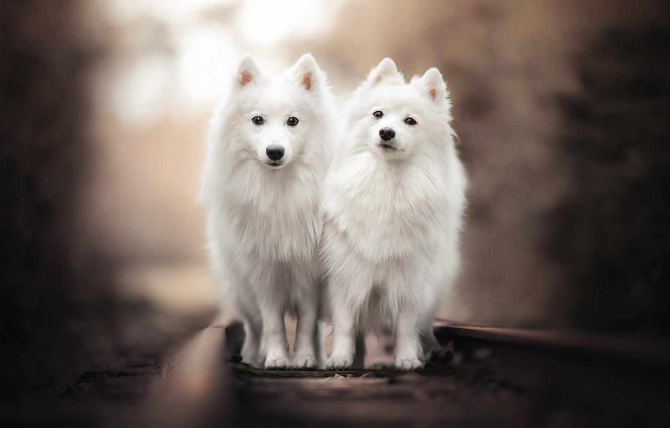 Japanese Spitz Wallpapers - Top Free Japanese Spitz Backgrounds ...