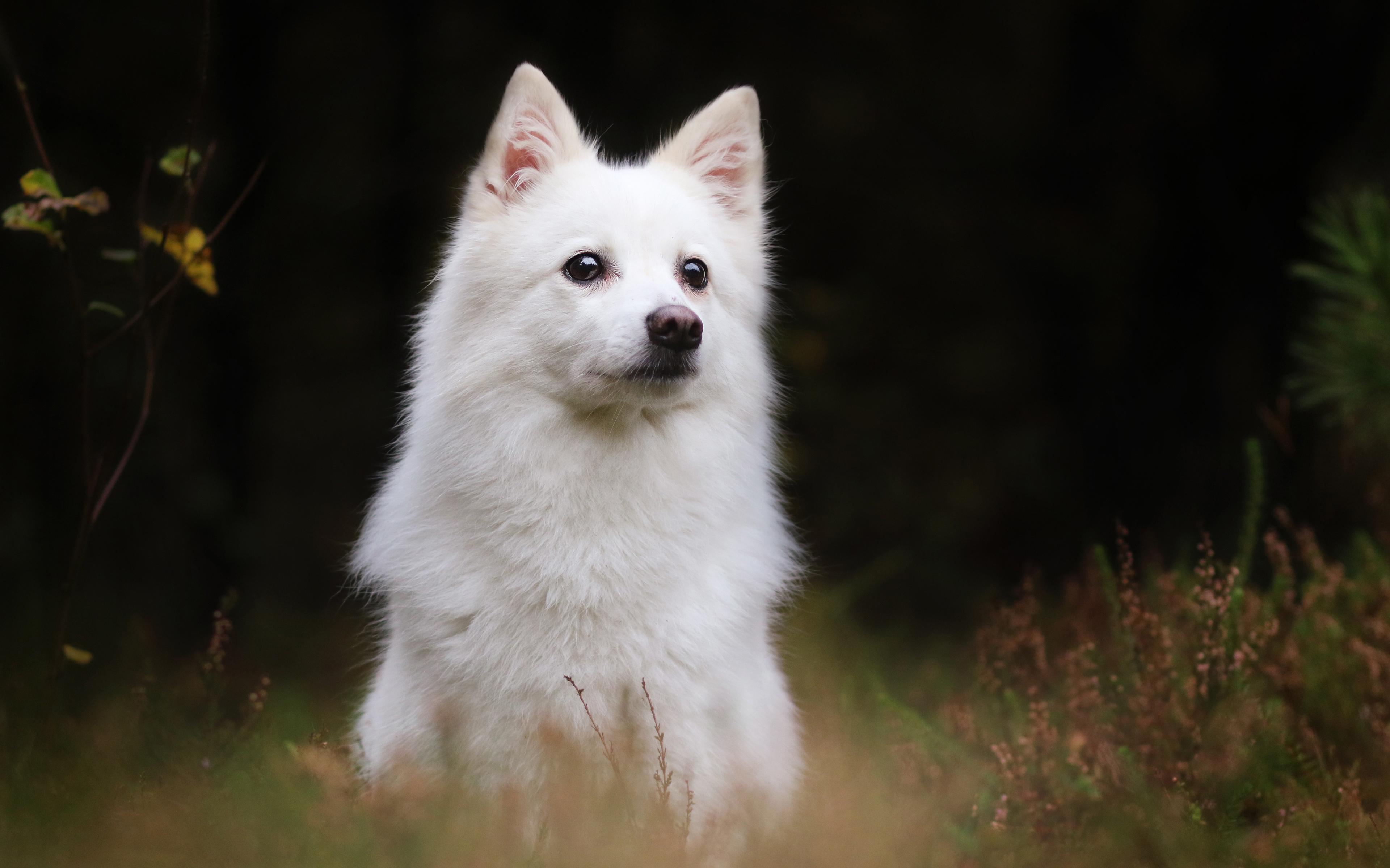 Japanese Spitz Wallpapers - Top Free Japanese Spitz Backgrounds ...