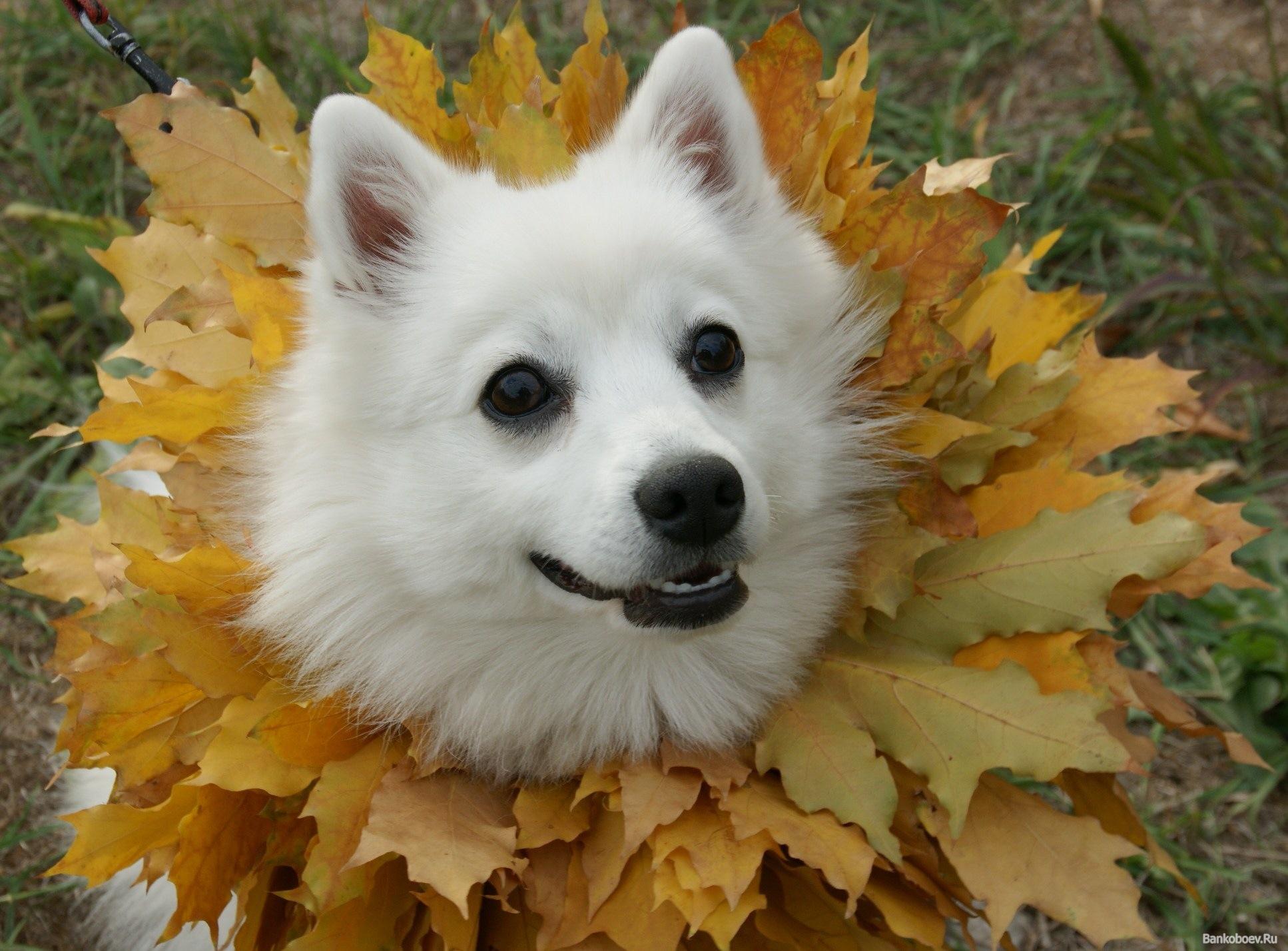 Japanese Spitz Wallpapers - Top Free Japanese Spitz Backgrounds ...