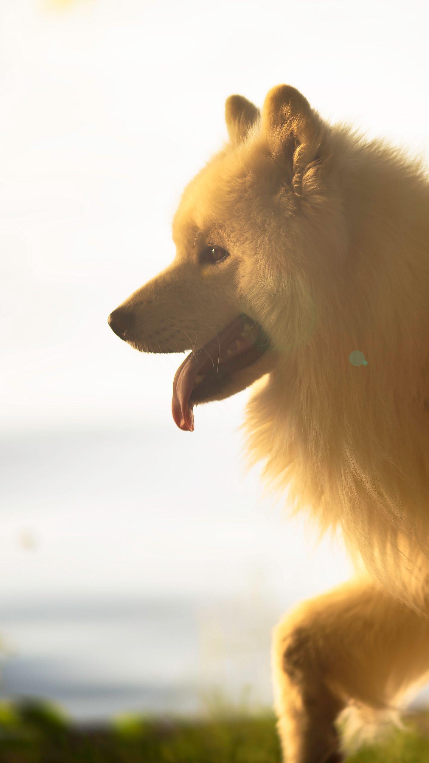 Japanese Spitz Wallpapers - Top Free Japanese Spitz Backgrounds ...